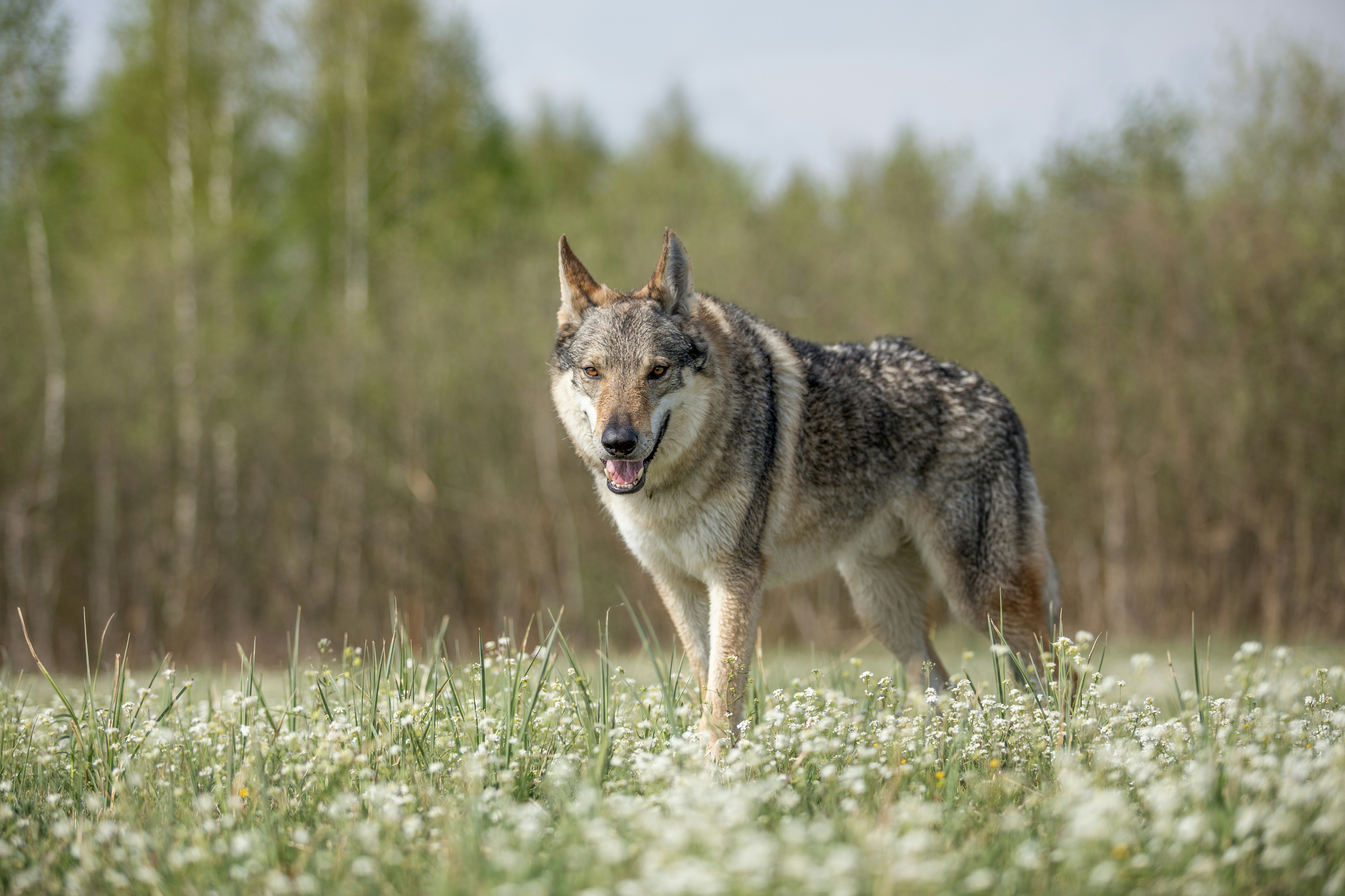 Foto Um lobo em pé no meio de um campo – Imagem de Wilczak grátis no ...