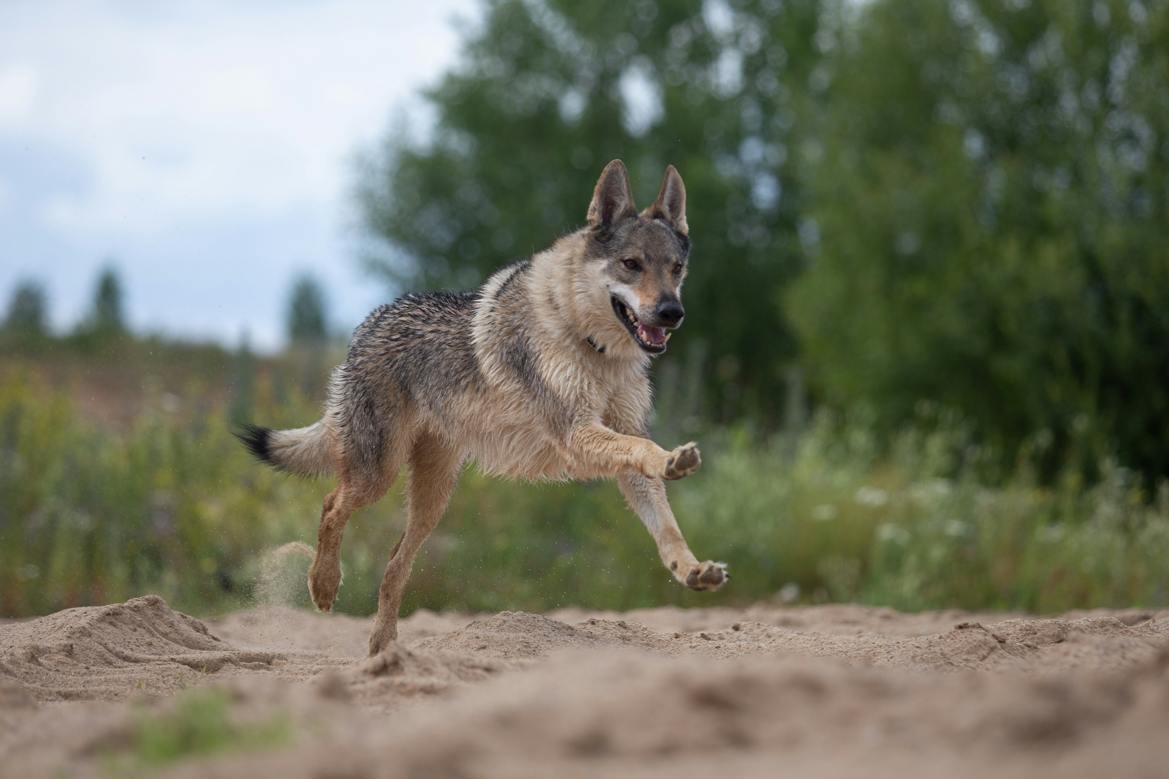 Lobo Rojo Corriendo