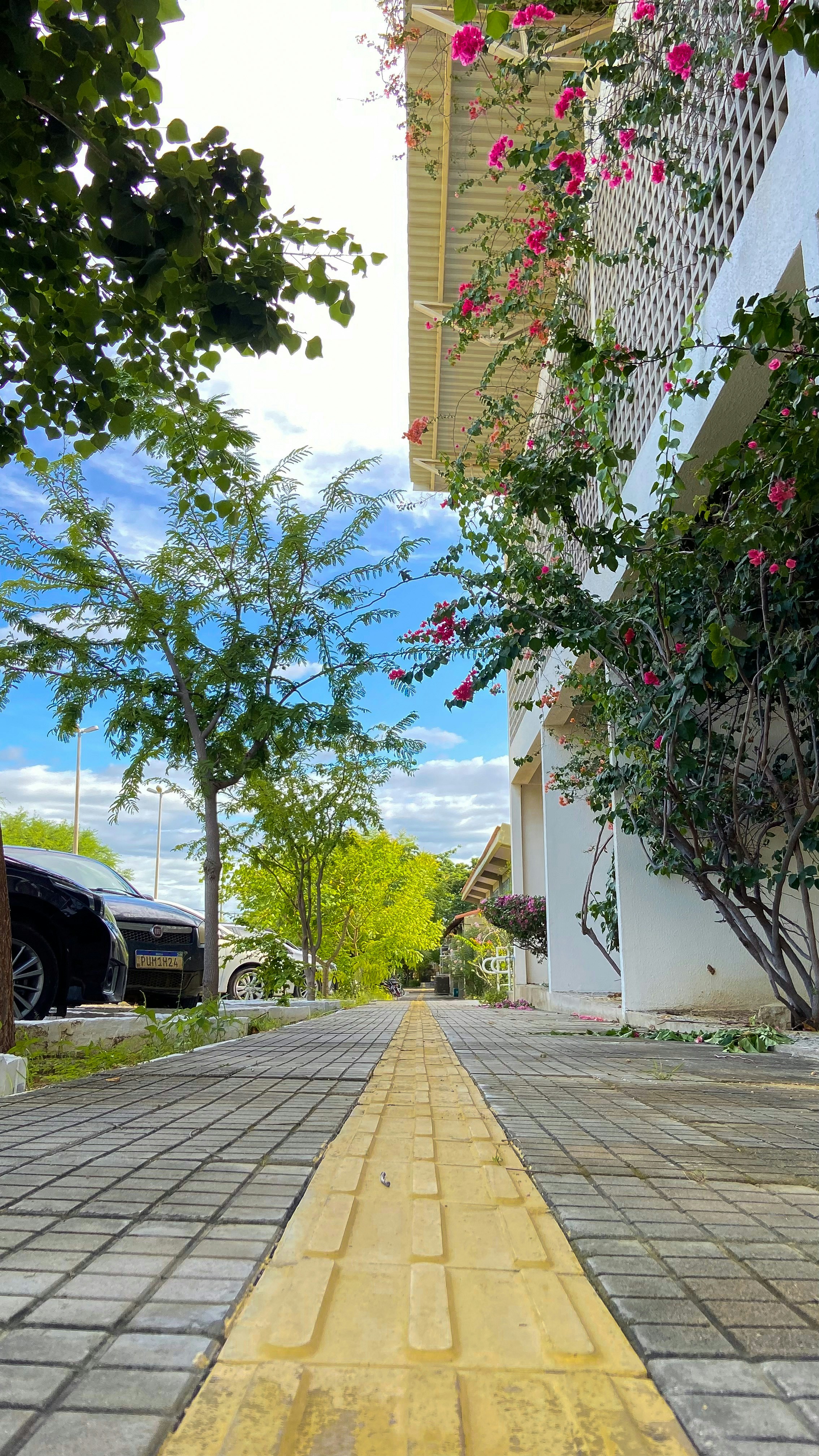 Vanishing Lane: Sunlit Pedestrian Path Between Green Canopies and Pink Vines