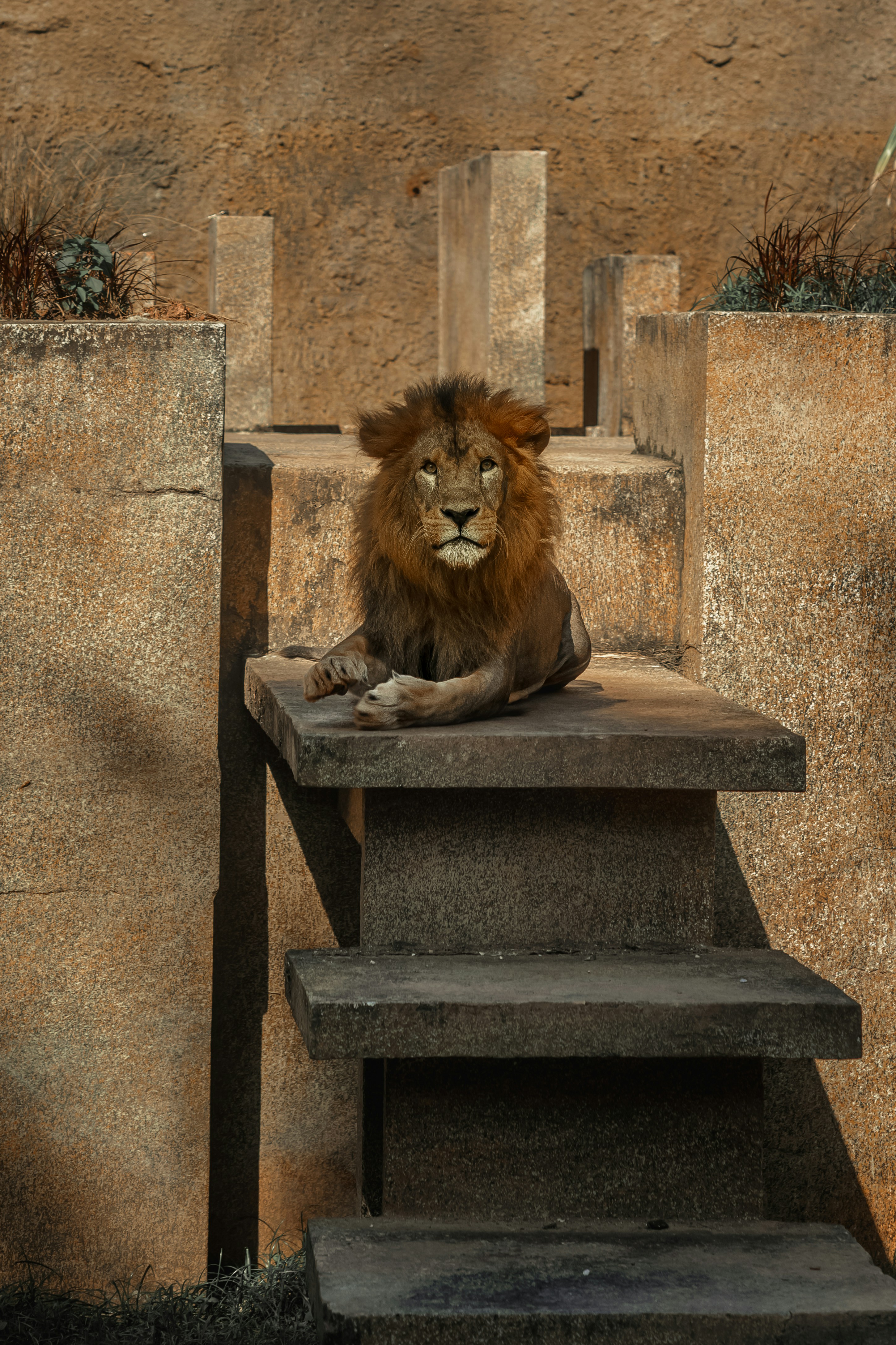 A majestic lion resting on a stone platform, surrounded by minimalist architectural elements in a warm-toned environment.
