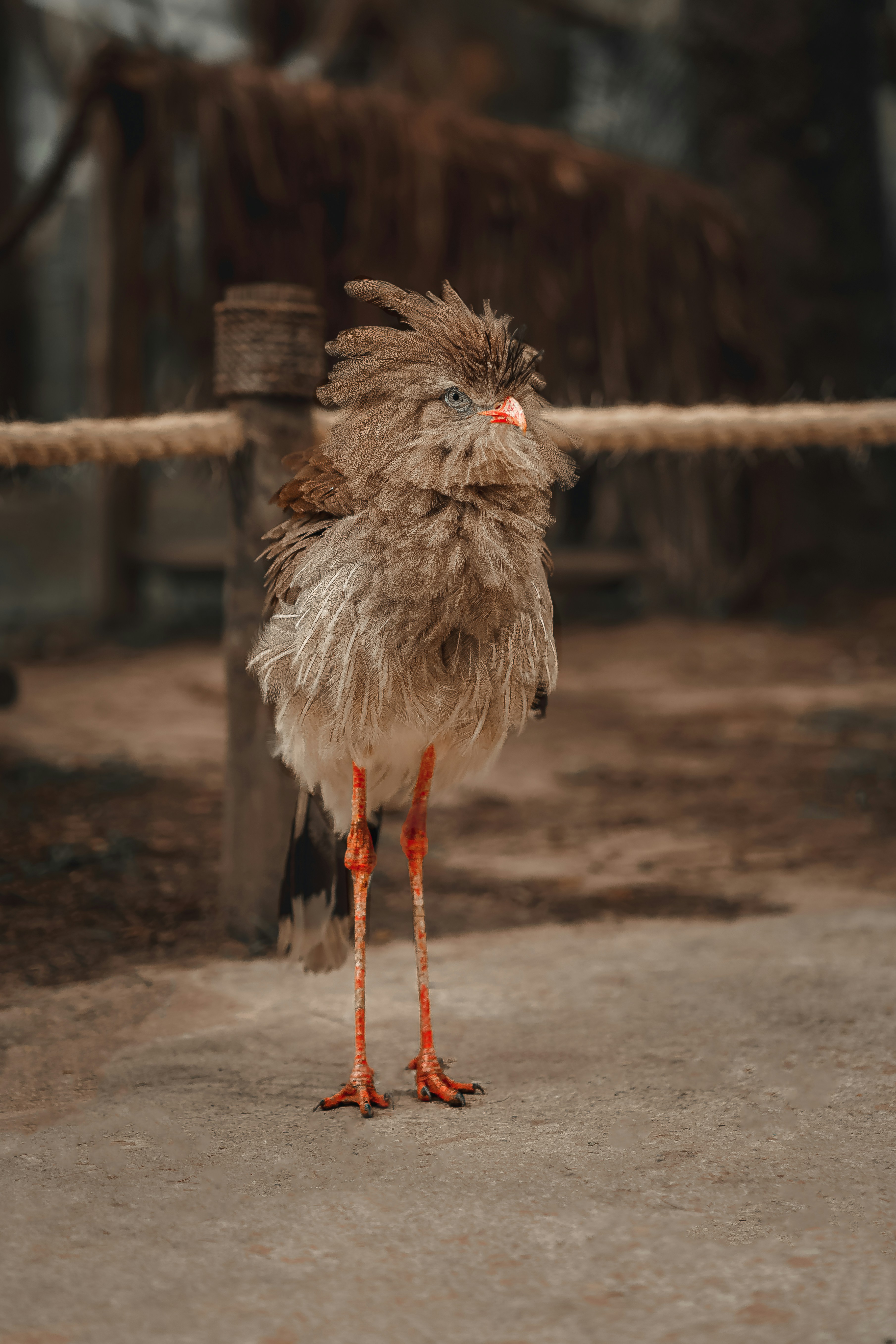 A peculiar bird with a fluffy plumage and striking orange legs stands in a rustic setting, showcasing its unique features.