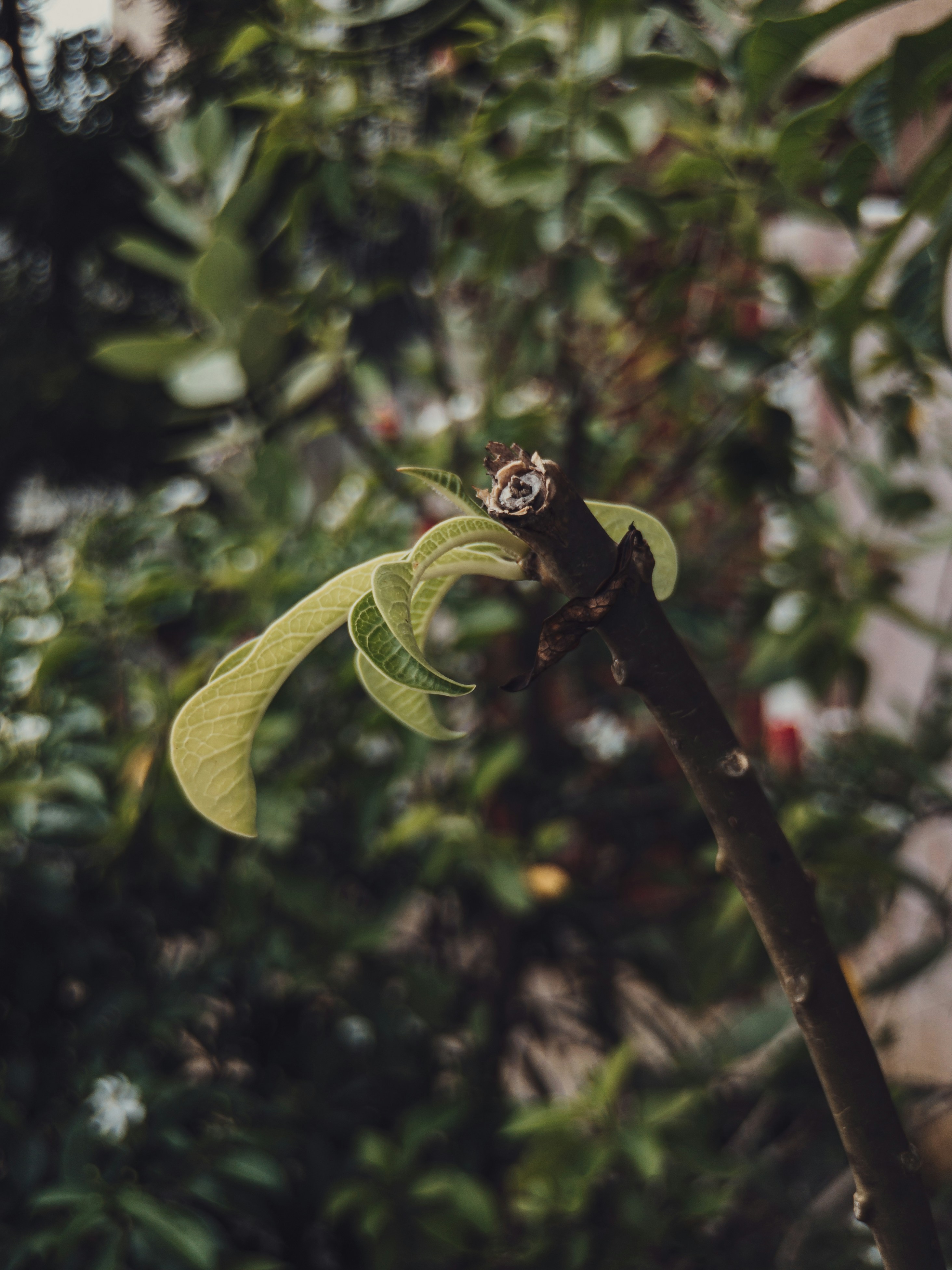 Whisper of Spring: A Bud Unfurls on a Quiet Branch