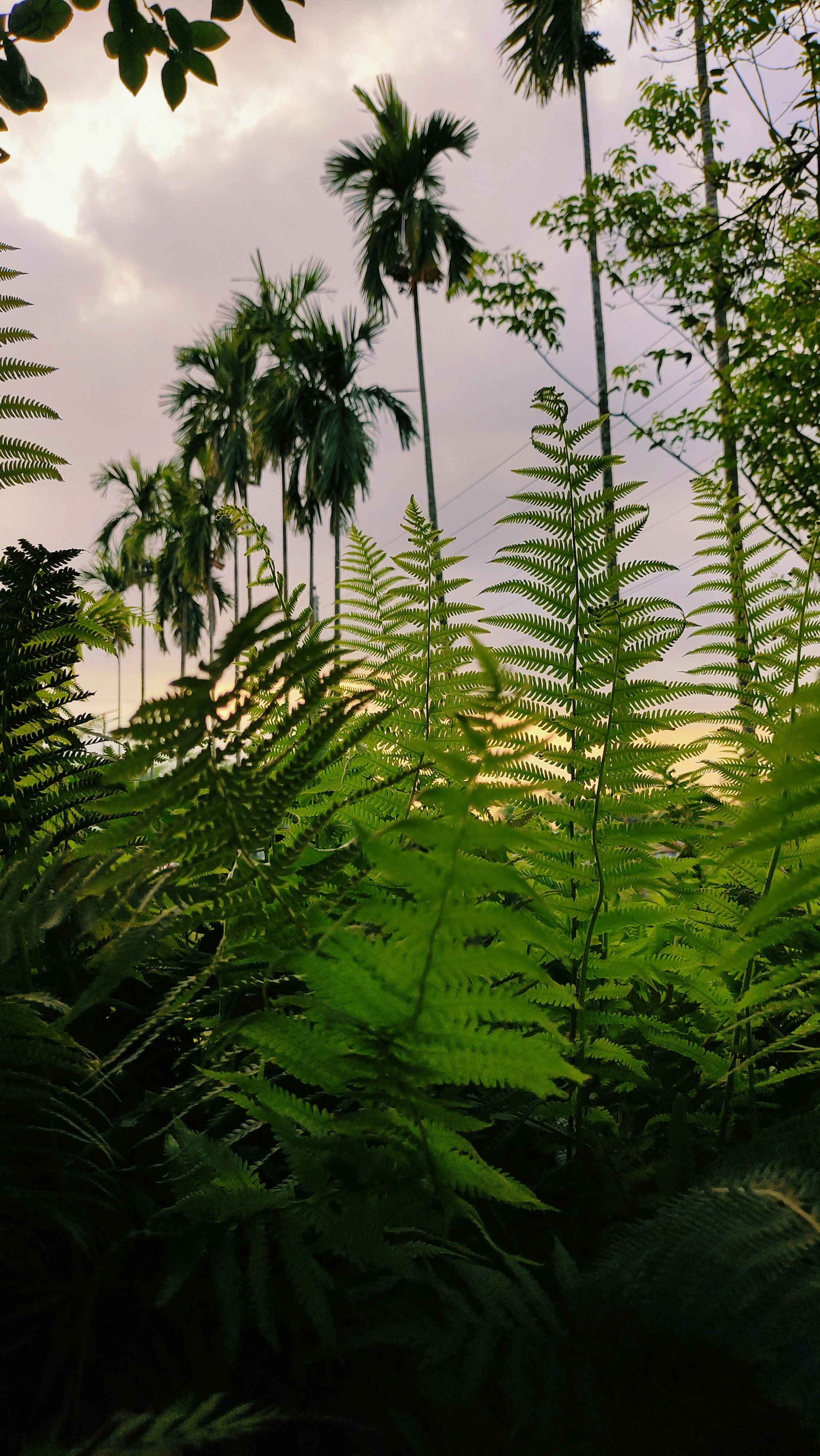 Vibrant ferns frame a serene view of palm trees against a soft twilight sky, highlighting nature's tranquility.