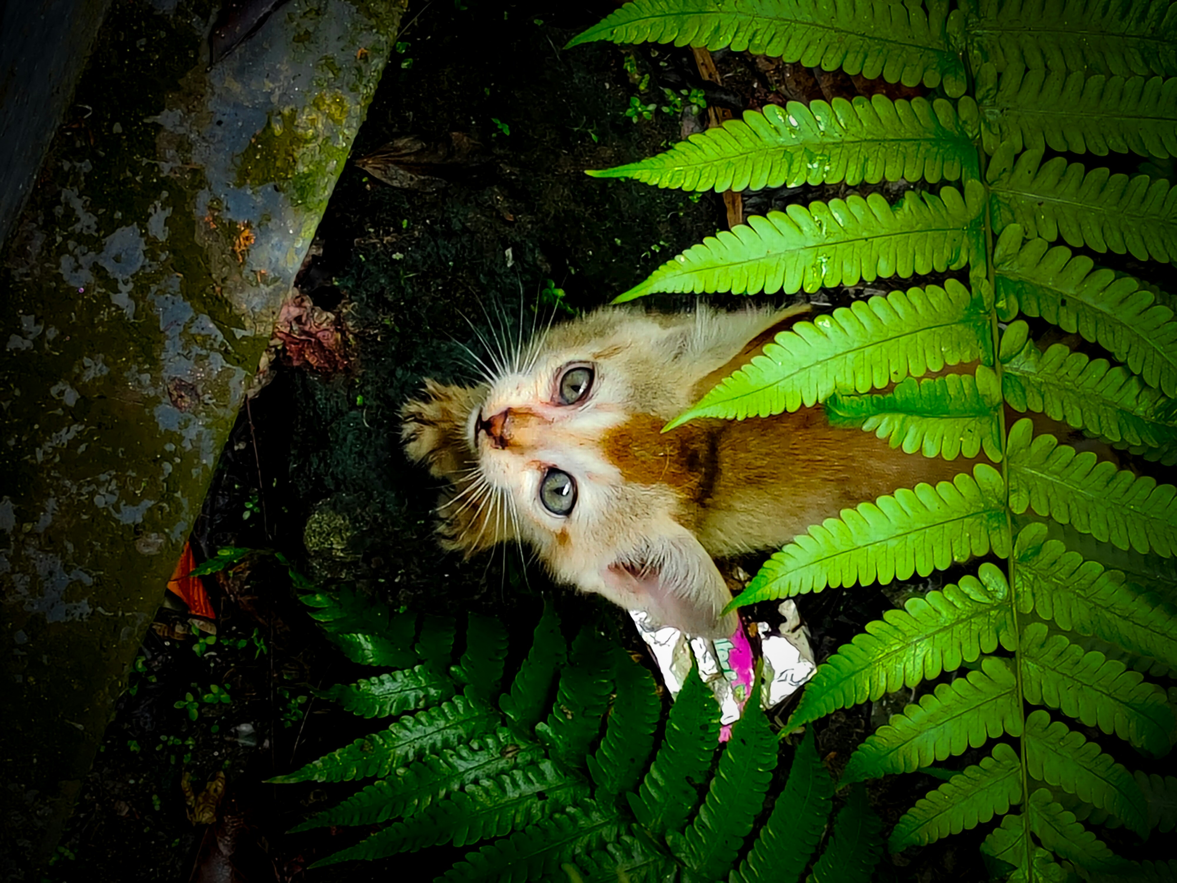 Curious kitten peeks from behind lush fern fronds in a shadowy corner. Natural light highlights its face and the vibrant greenery.