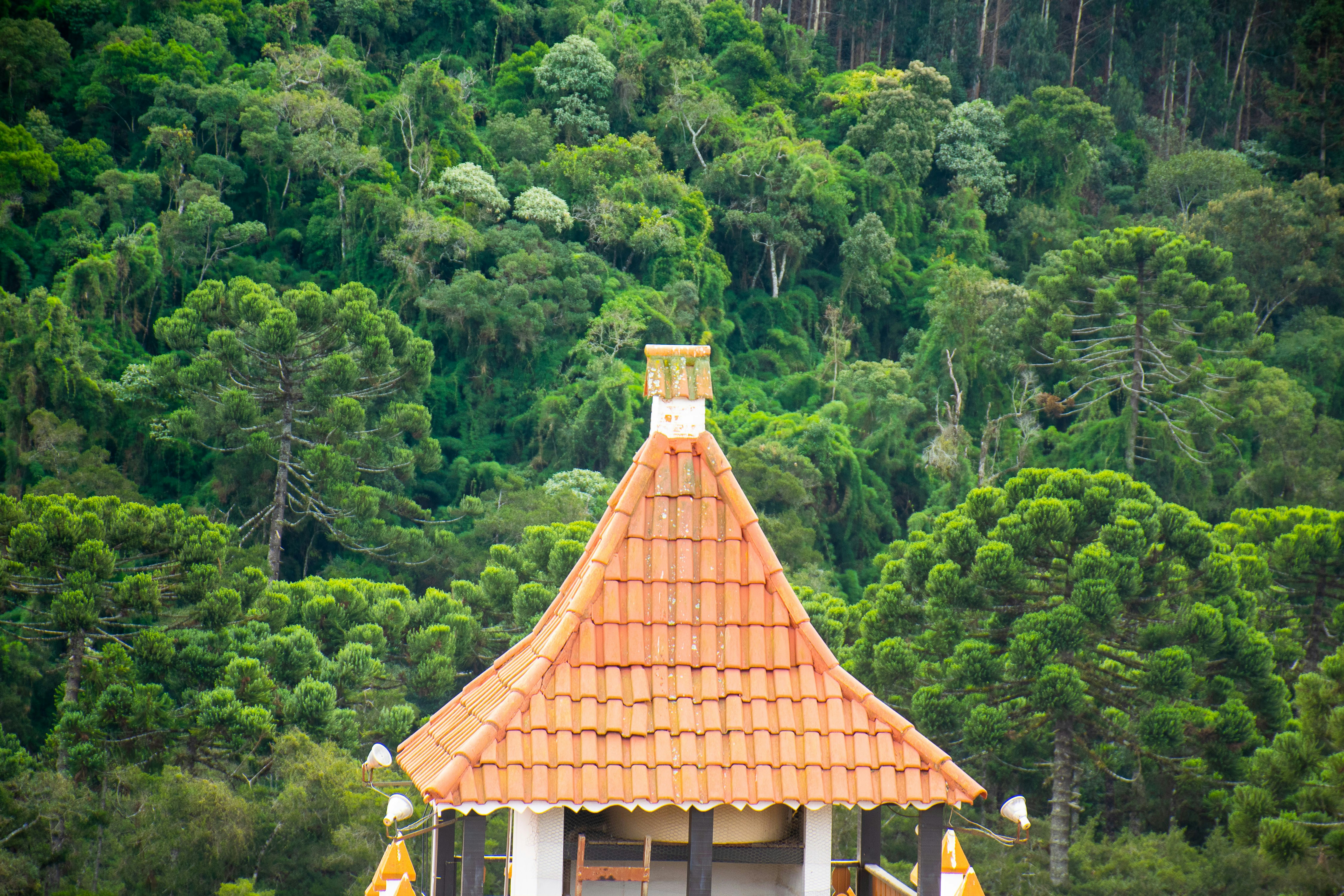 Terracotta Roof Peak Rising Over a Verdant Jungle Canopy