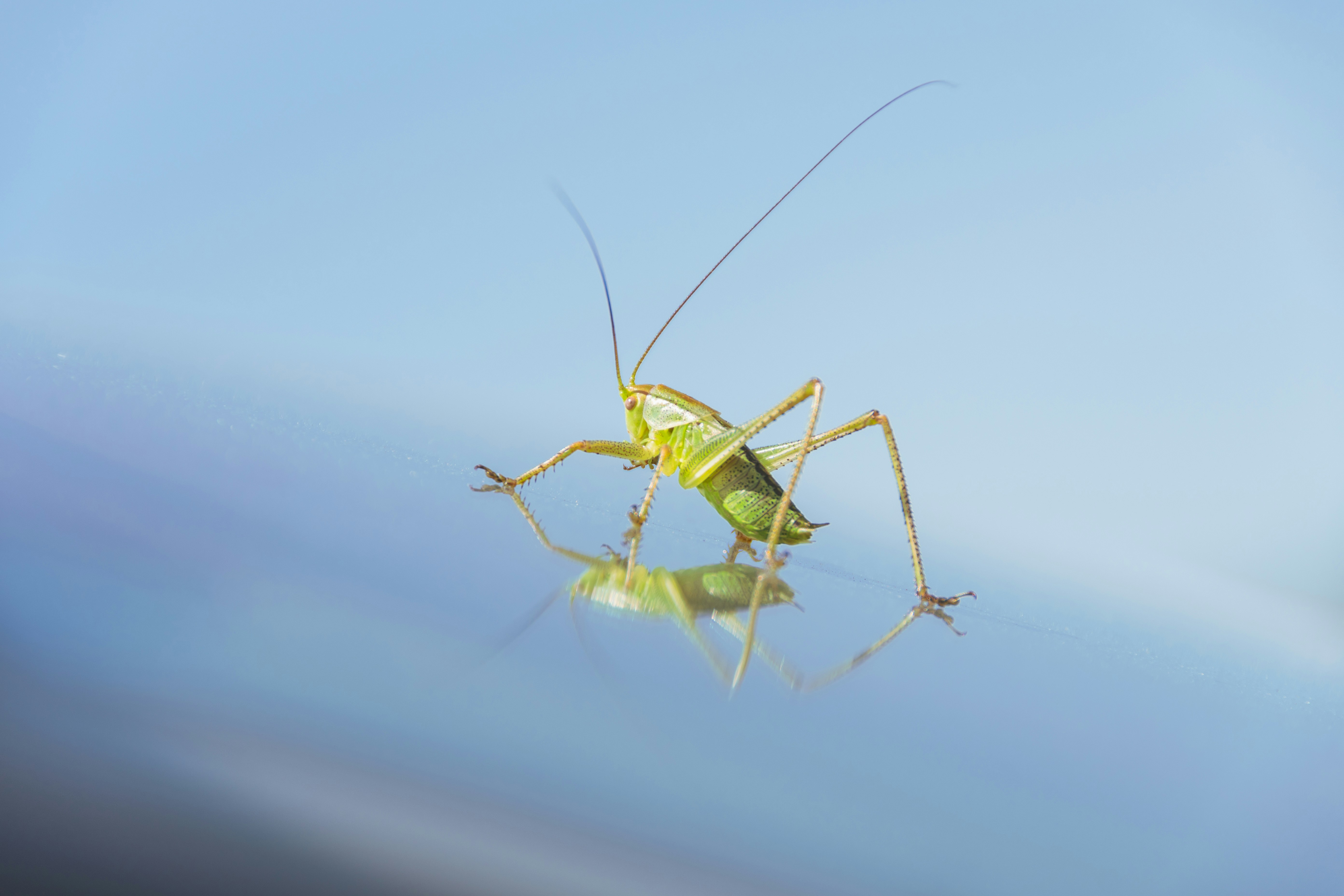 A close up of a grasshopper on water photo – Free Insect Image on Unsplash
