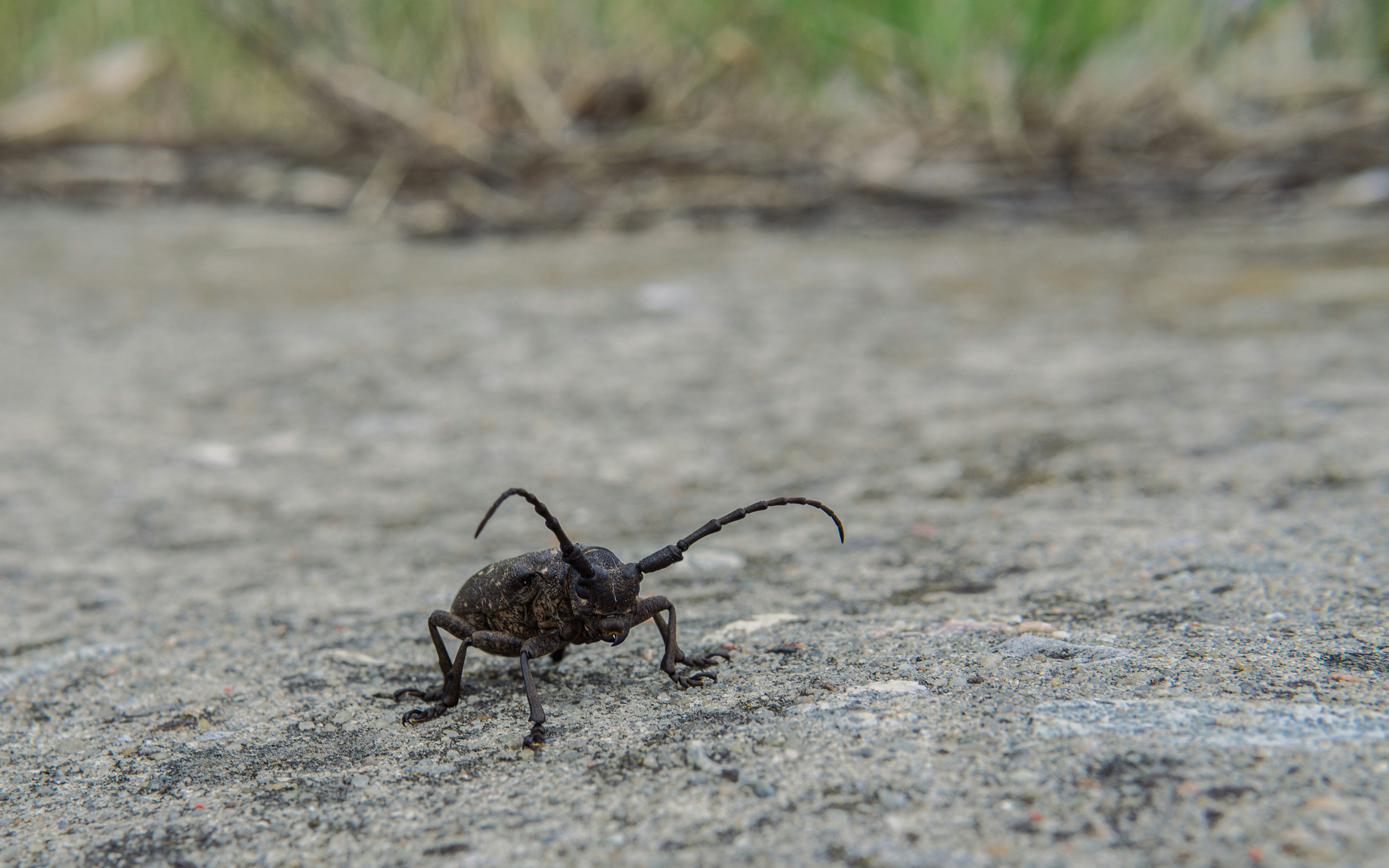 a small bug walking across a sandy ground