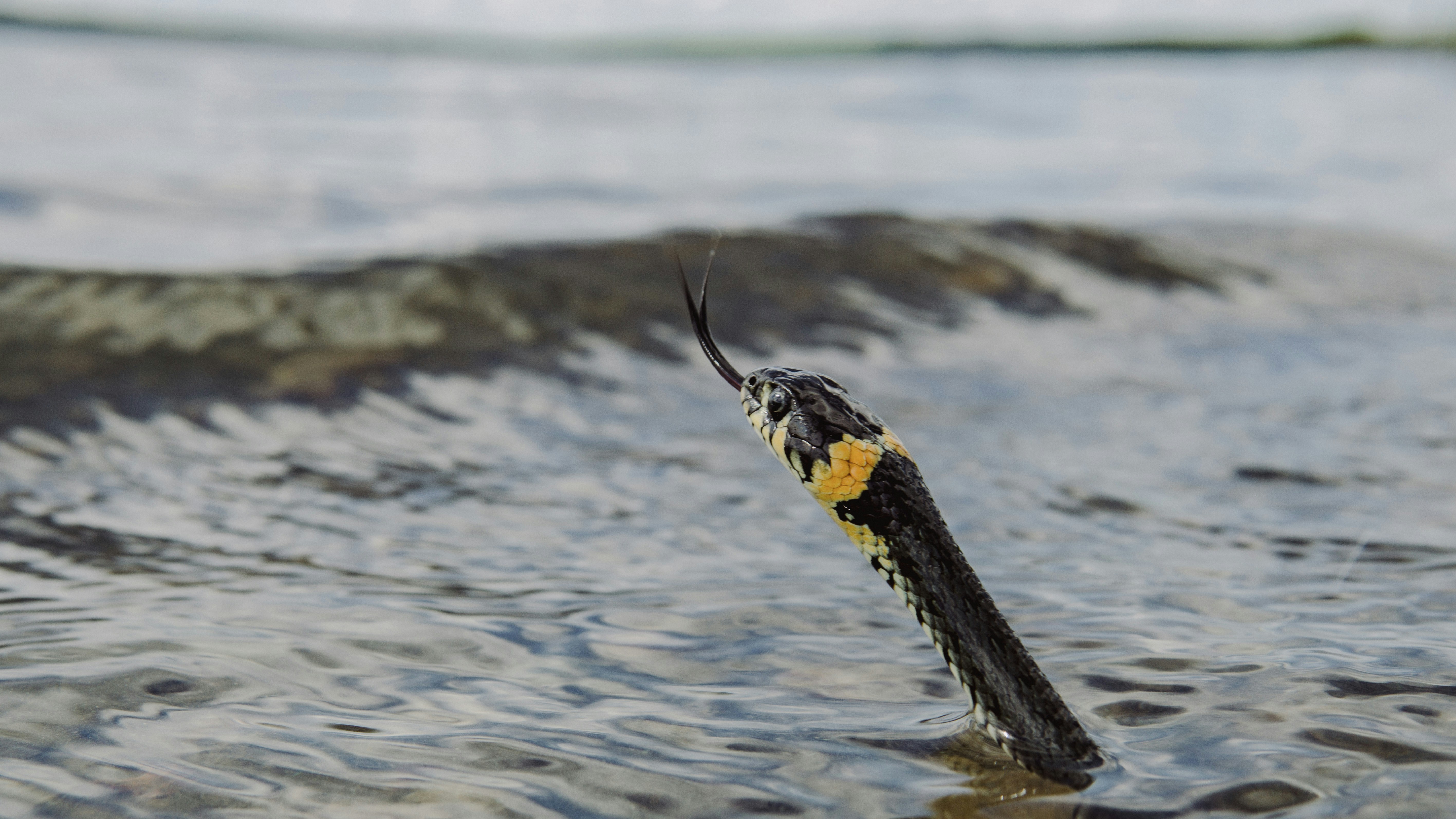 a black and yellow object floating on top of a body of water