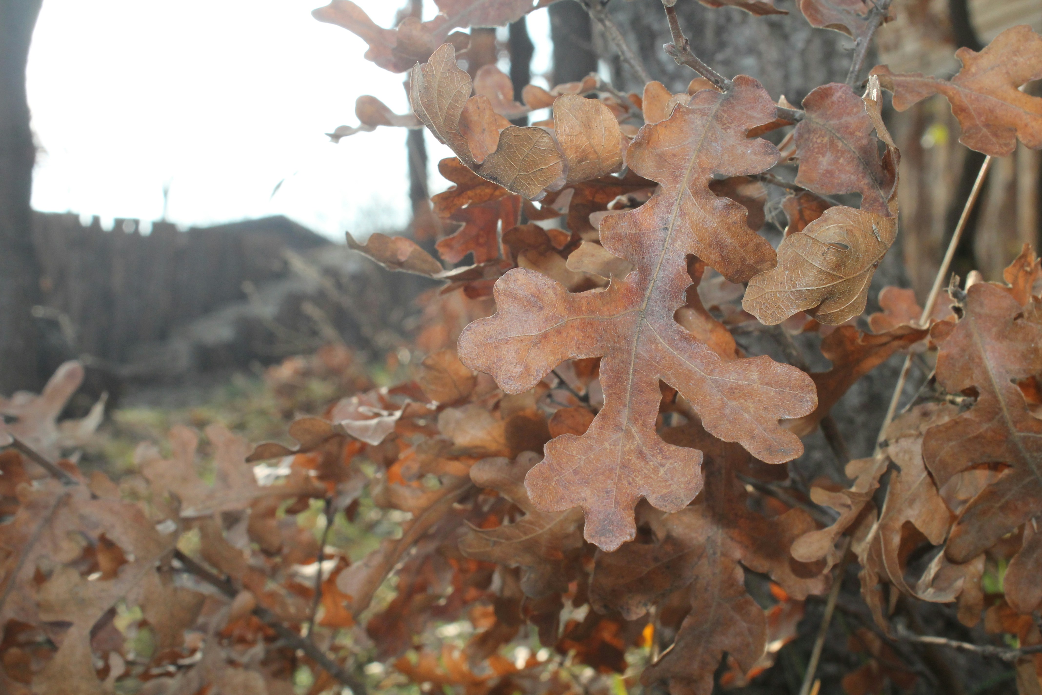 Autumn's Whisper: The Last Leaves of Fall