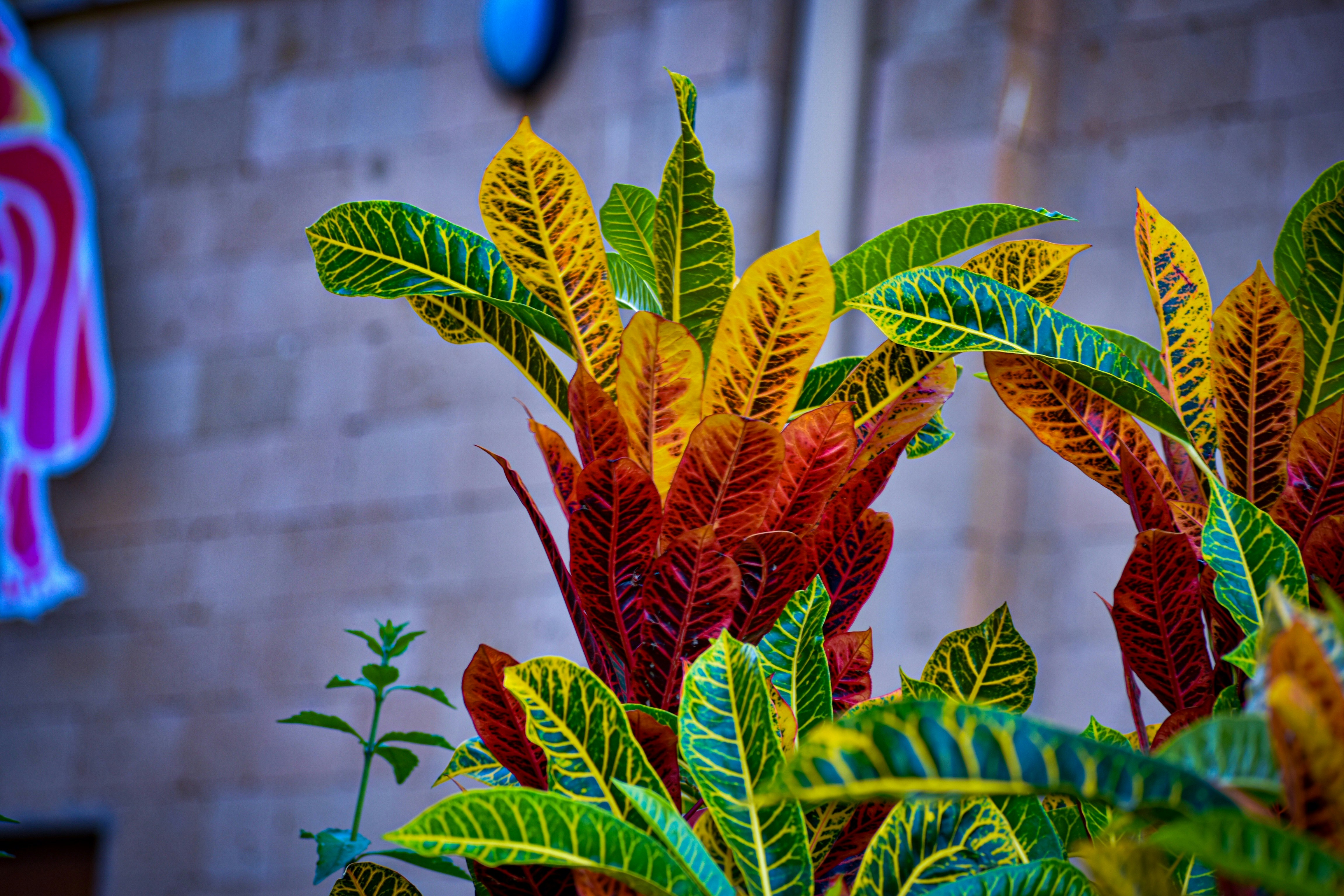 Croton Crown: Neon Foliage Framing a Weathered Urban Wall