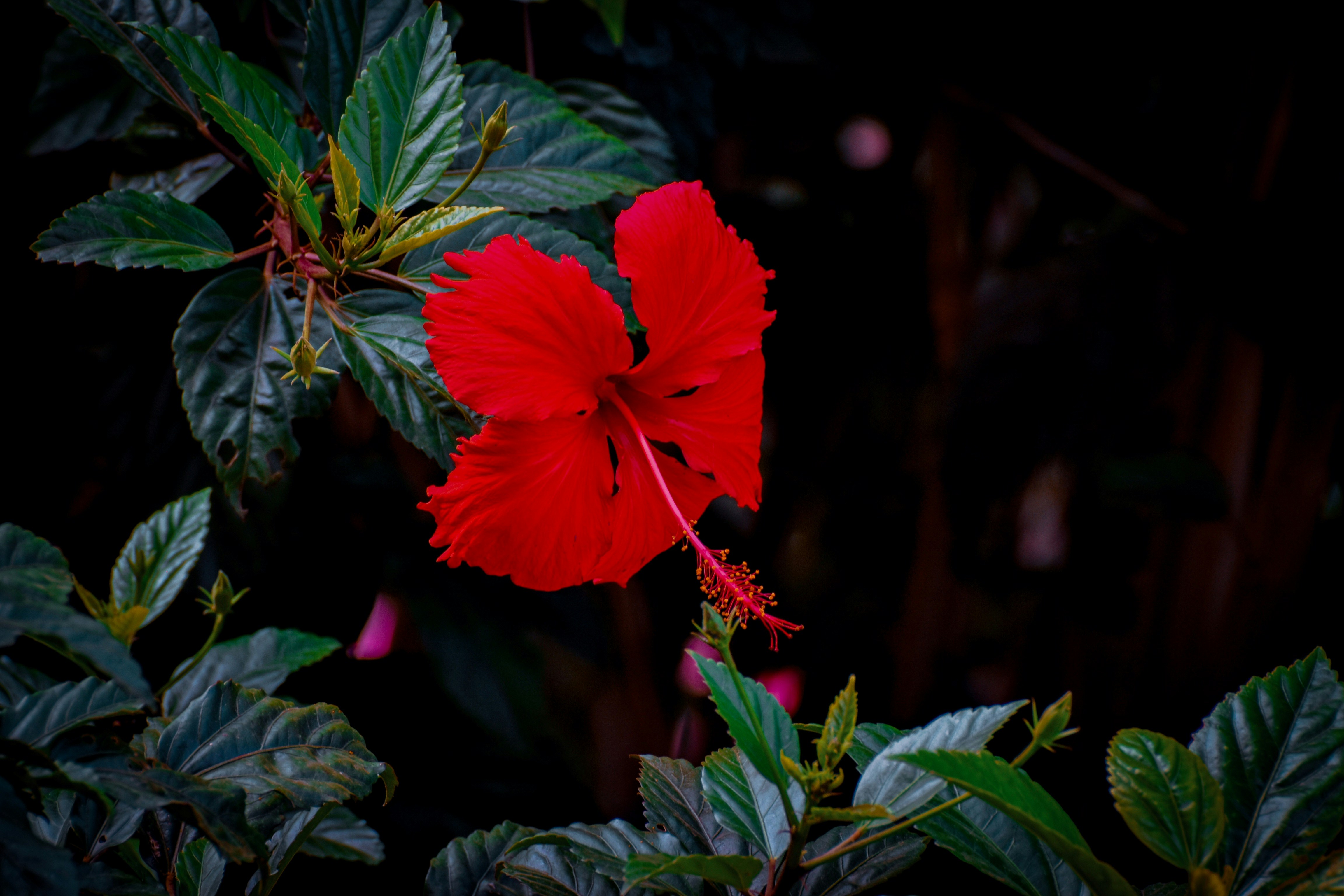 Red flowers