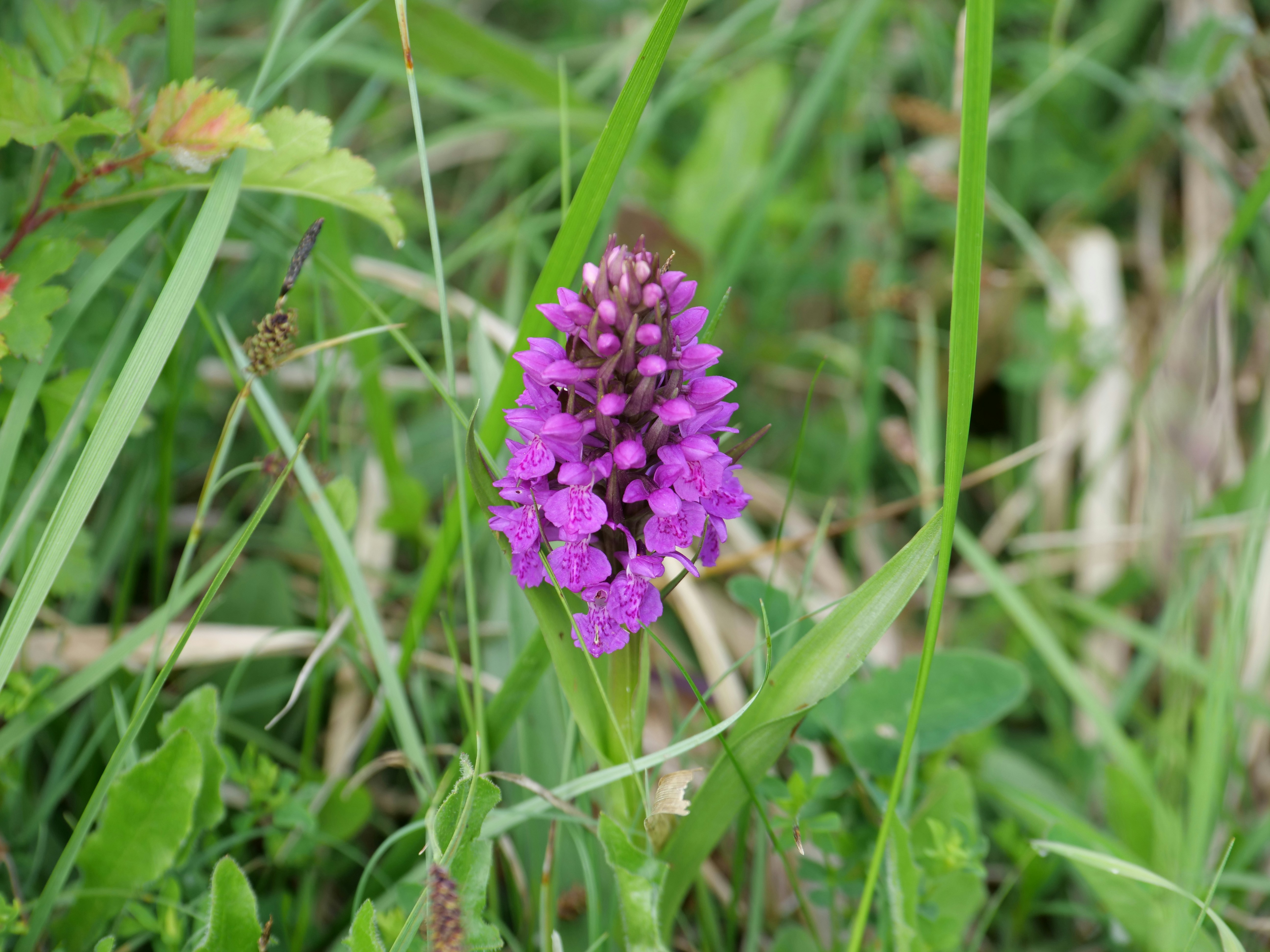 Purple Spike Rising Through a Fringe of Grass
