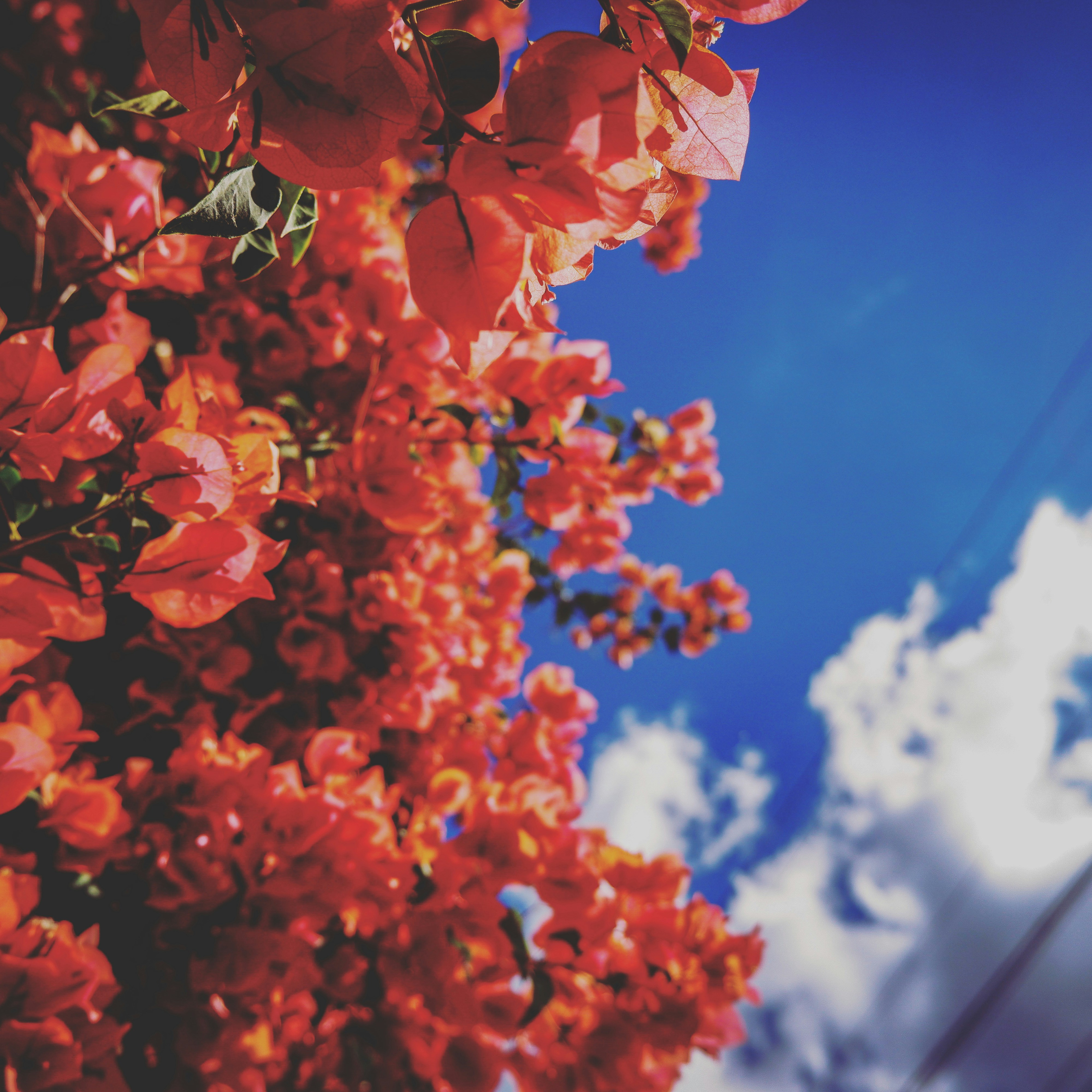 A tree with red flowers in the foreground and a blue sky in the ...