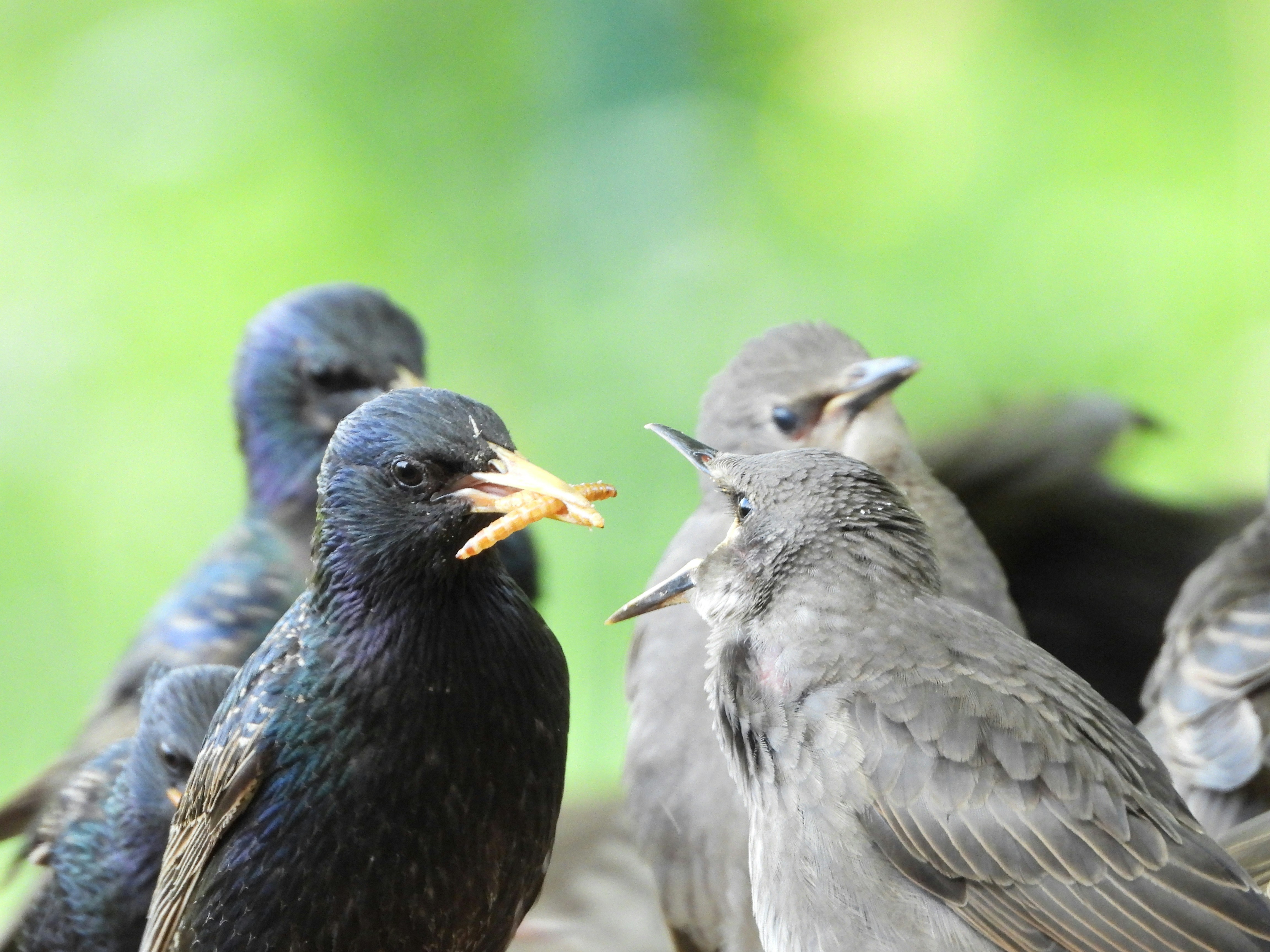 A group of birds standing next to each other photo – Free 63628 bad ...