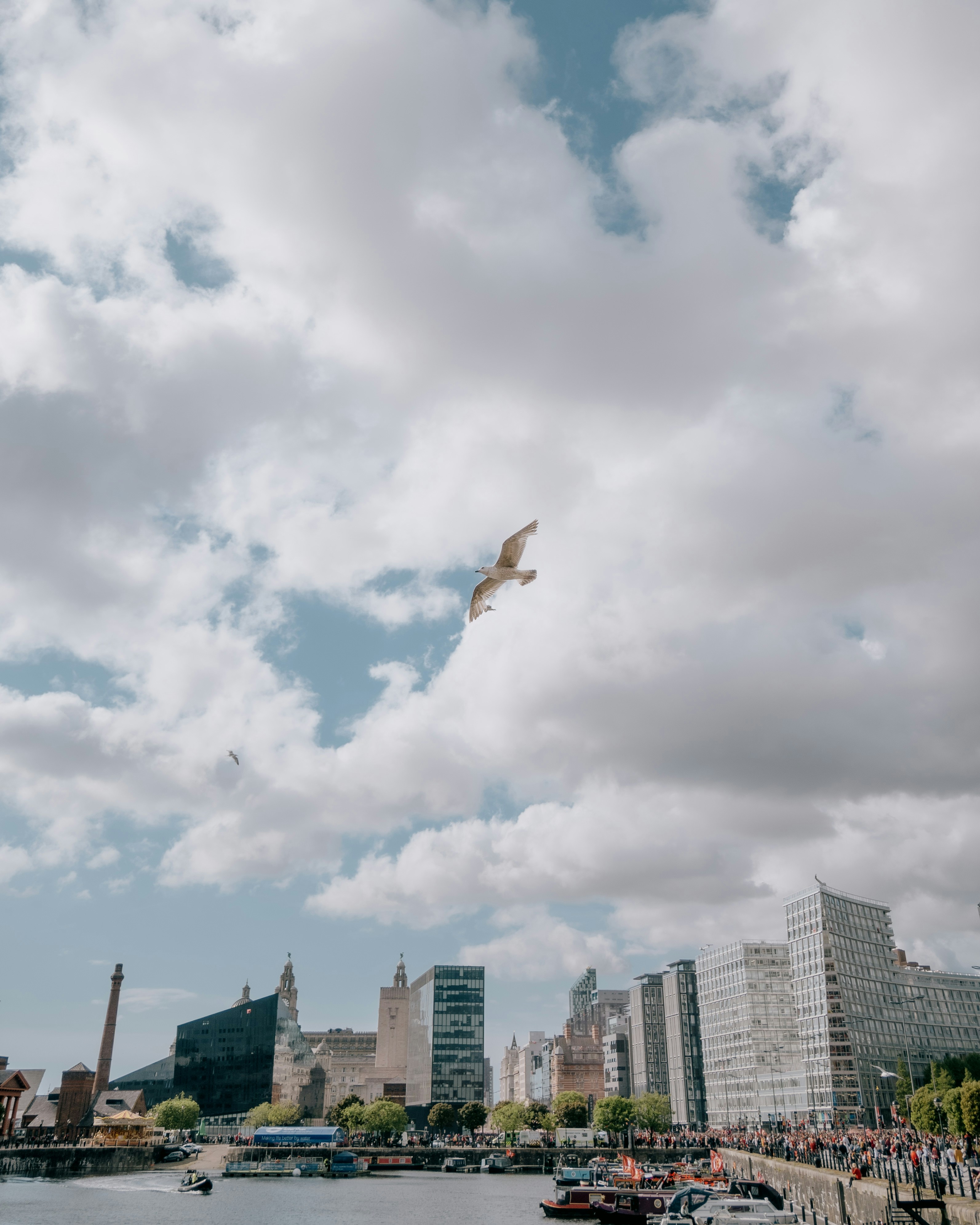 Seagull Over the Glassy Riverfront Skyline