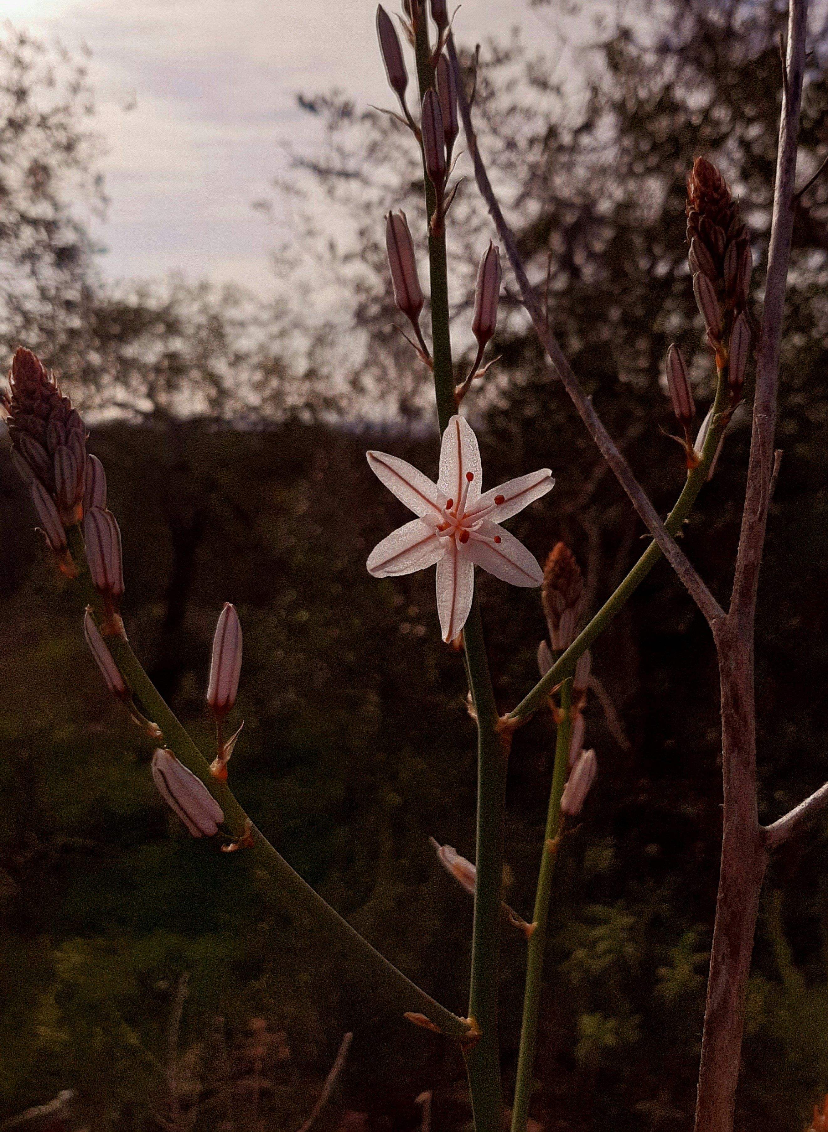 White Starflower Nudges the Evening Sky Through Twilight Branches