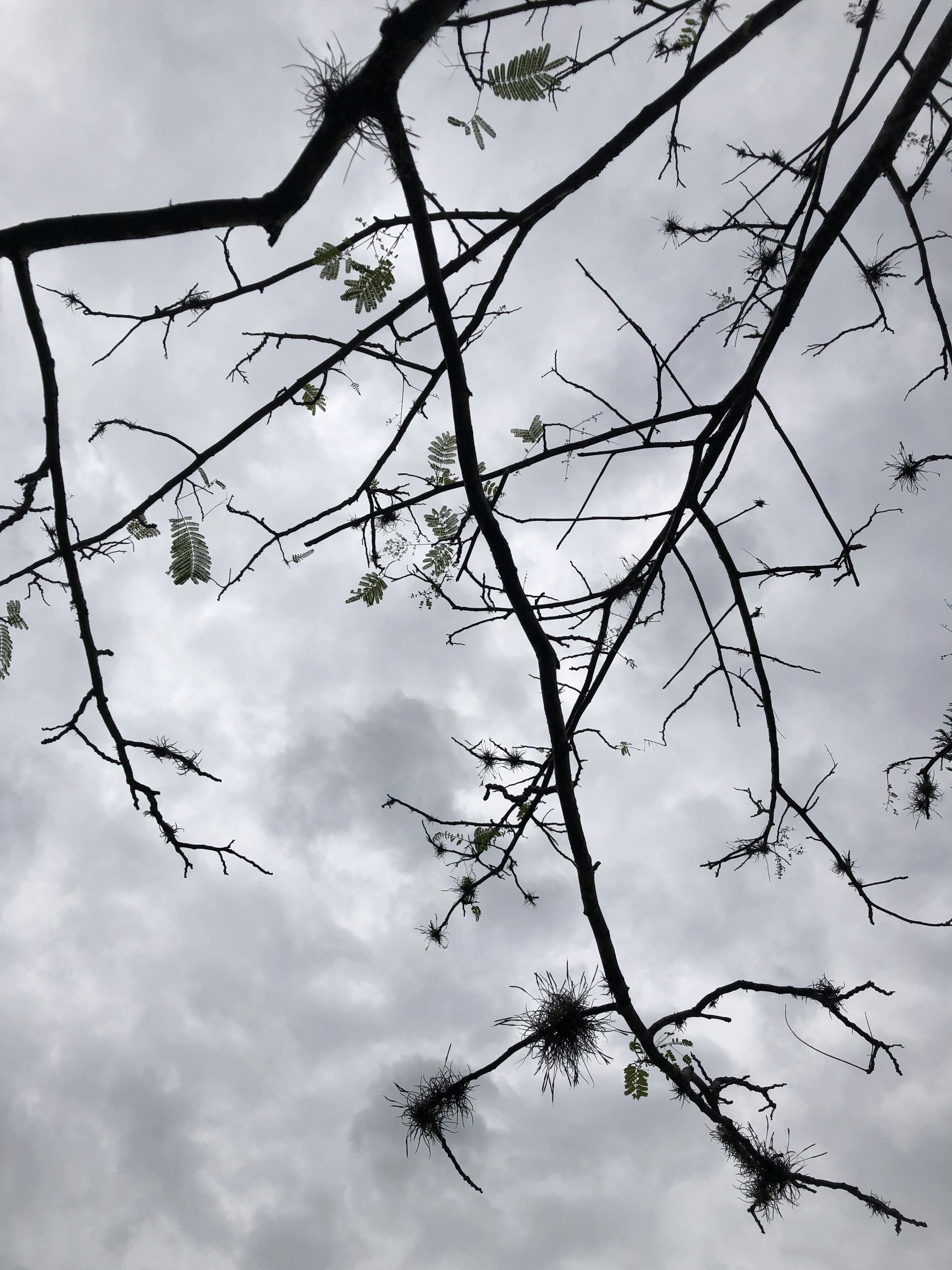 Intricate branches silhouetted against a cloudy sky, showcasing new leaves and the textures of nature's architecture.