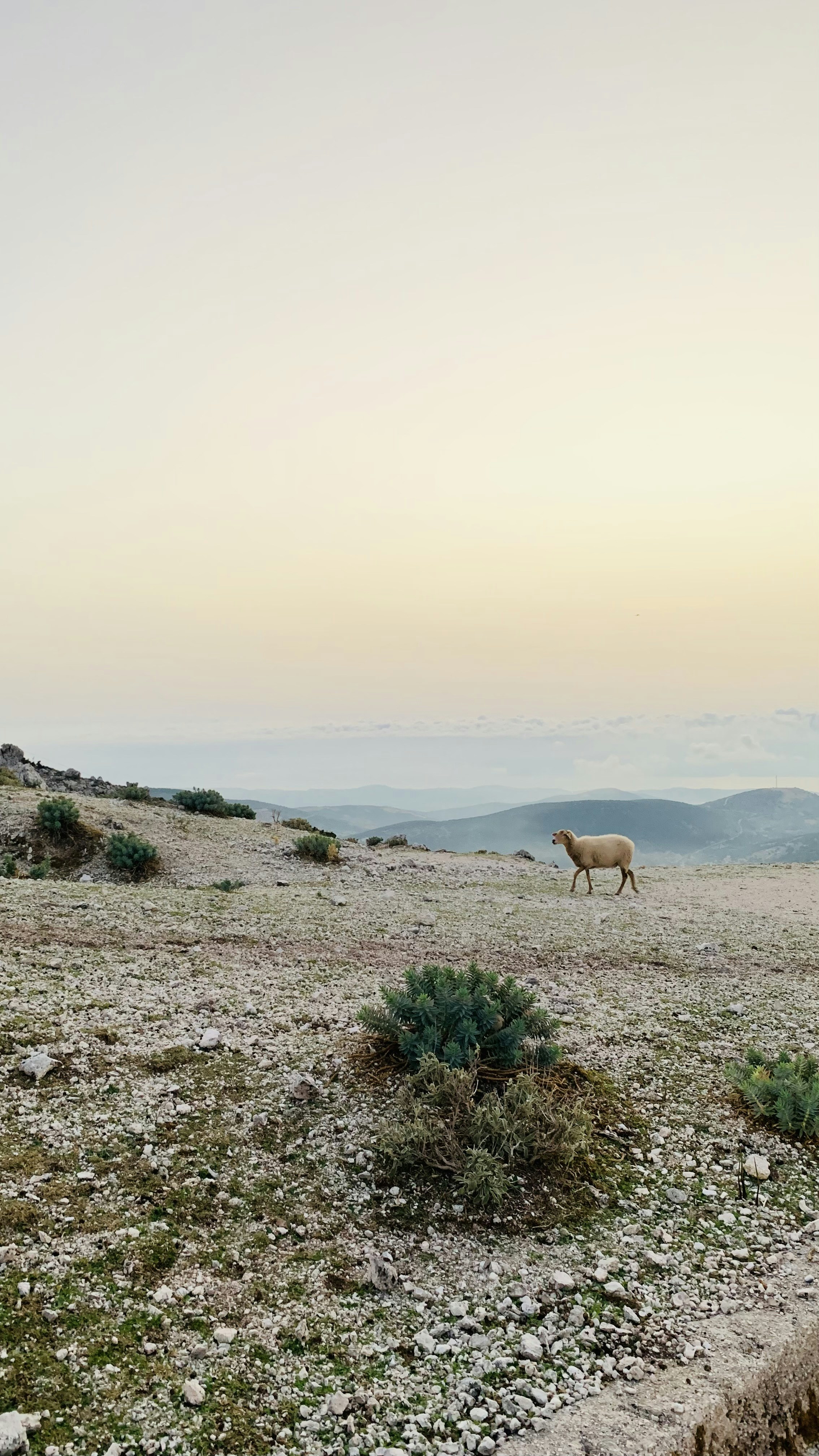 a sheep standing on top of a dry grass covered field