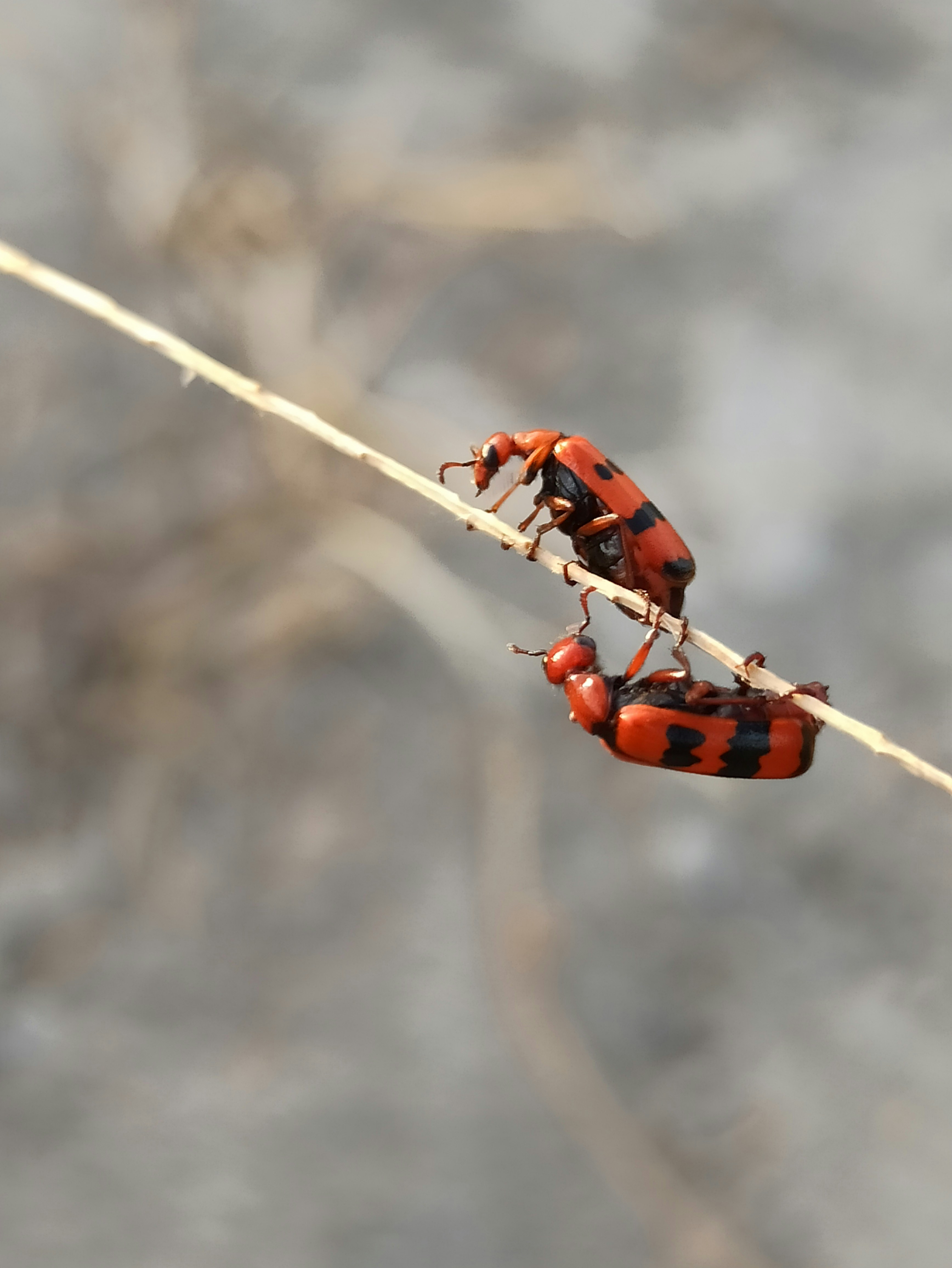 Mating cardinal beetles on a slender twig