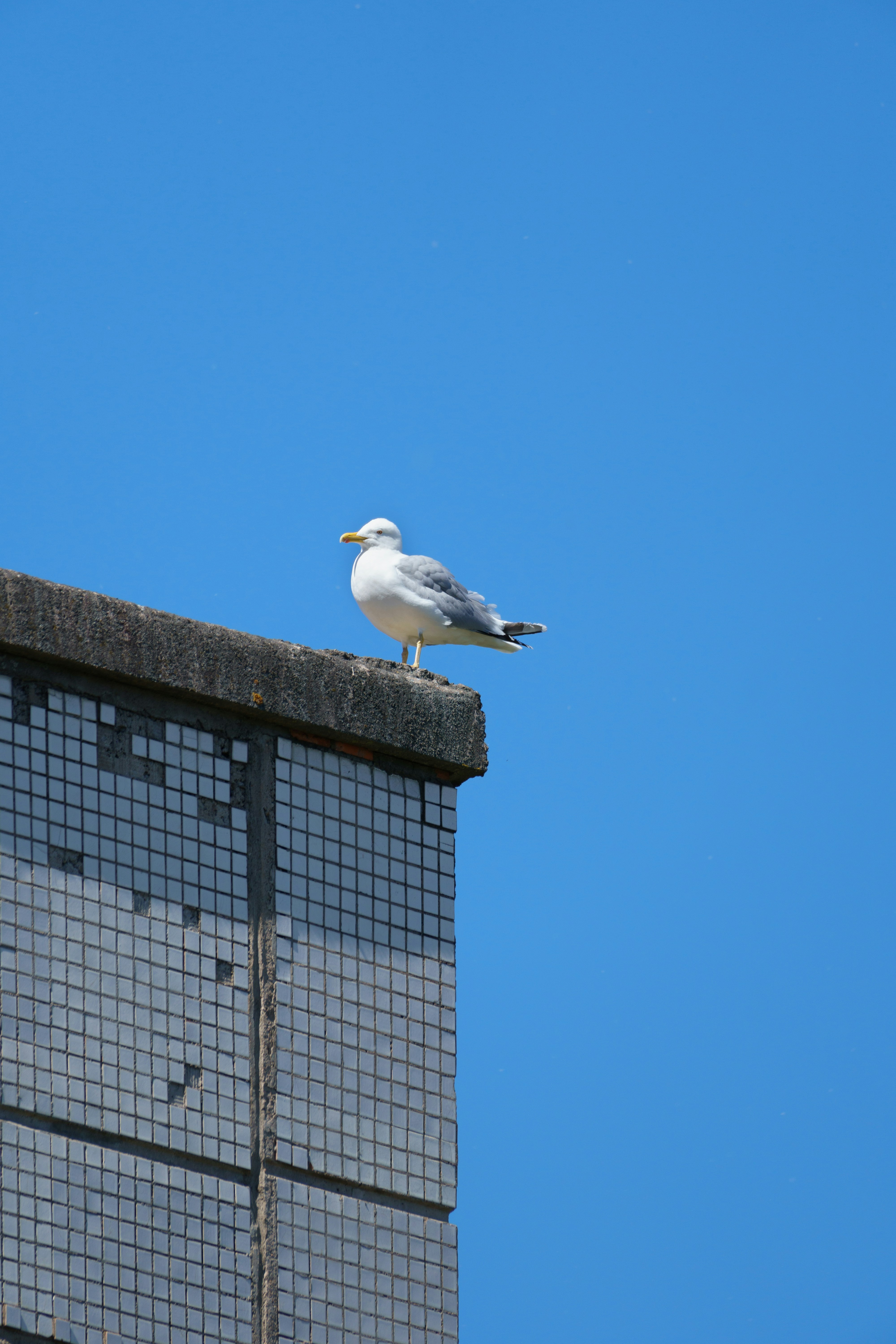 a bird standing on a brick wall