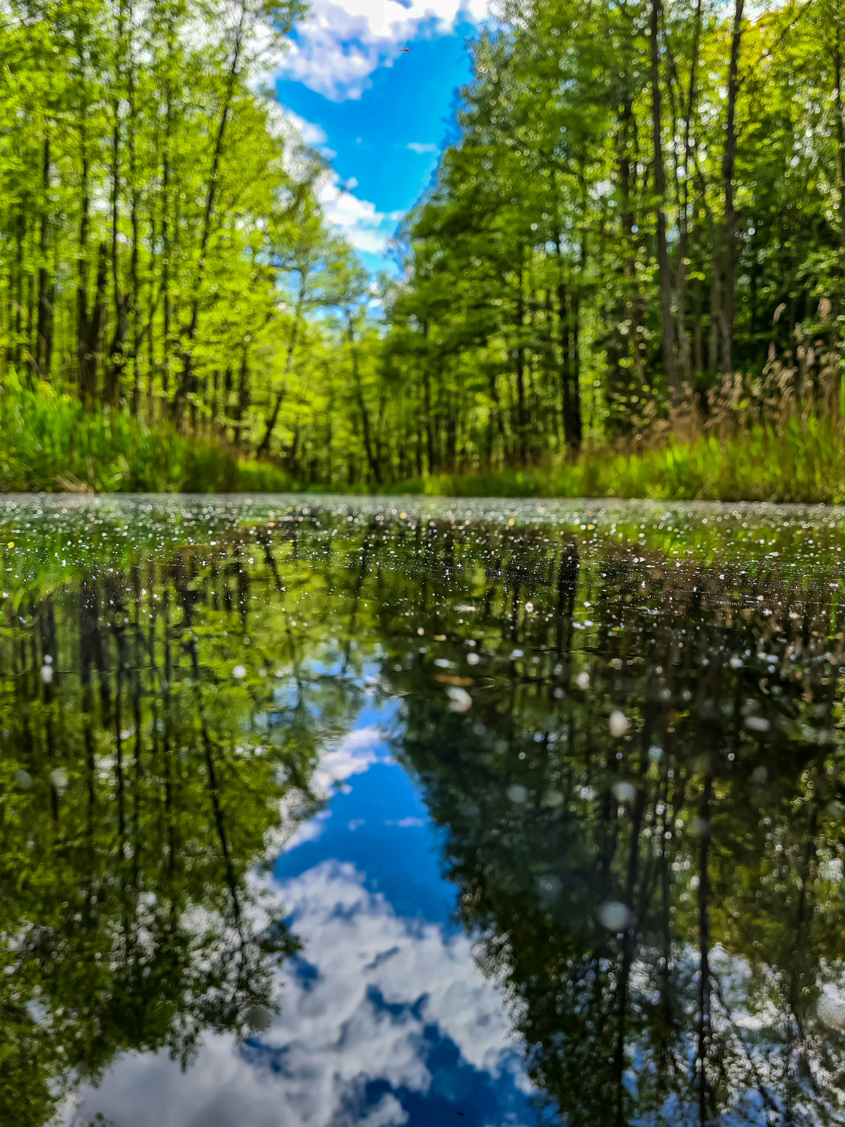 Reflections of Tranquility in Nature's Mirror