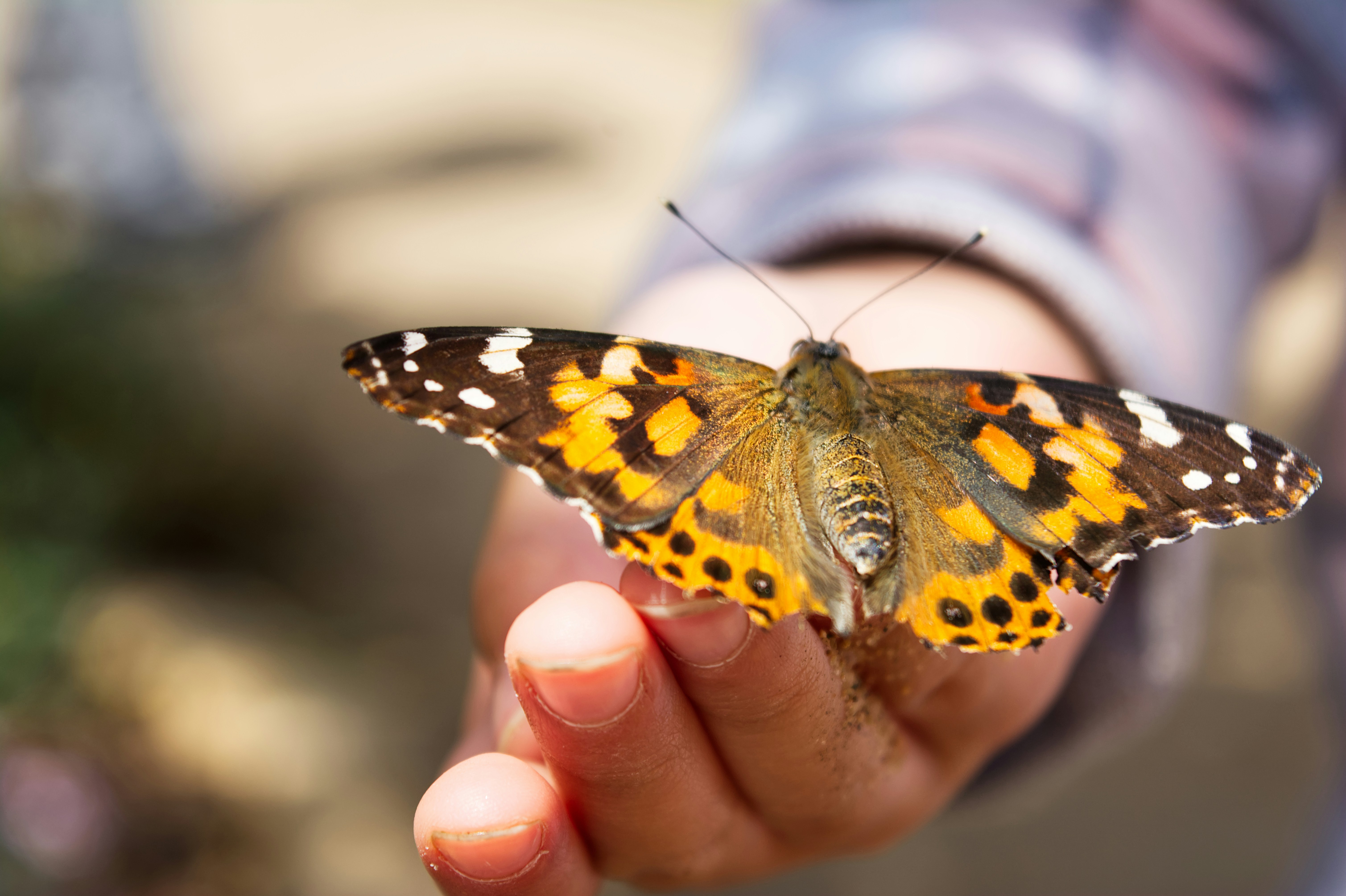 A butterfly that is sitting on someone's hand photo – Free Animal Image ...