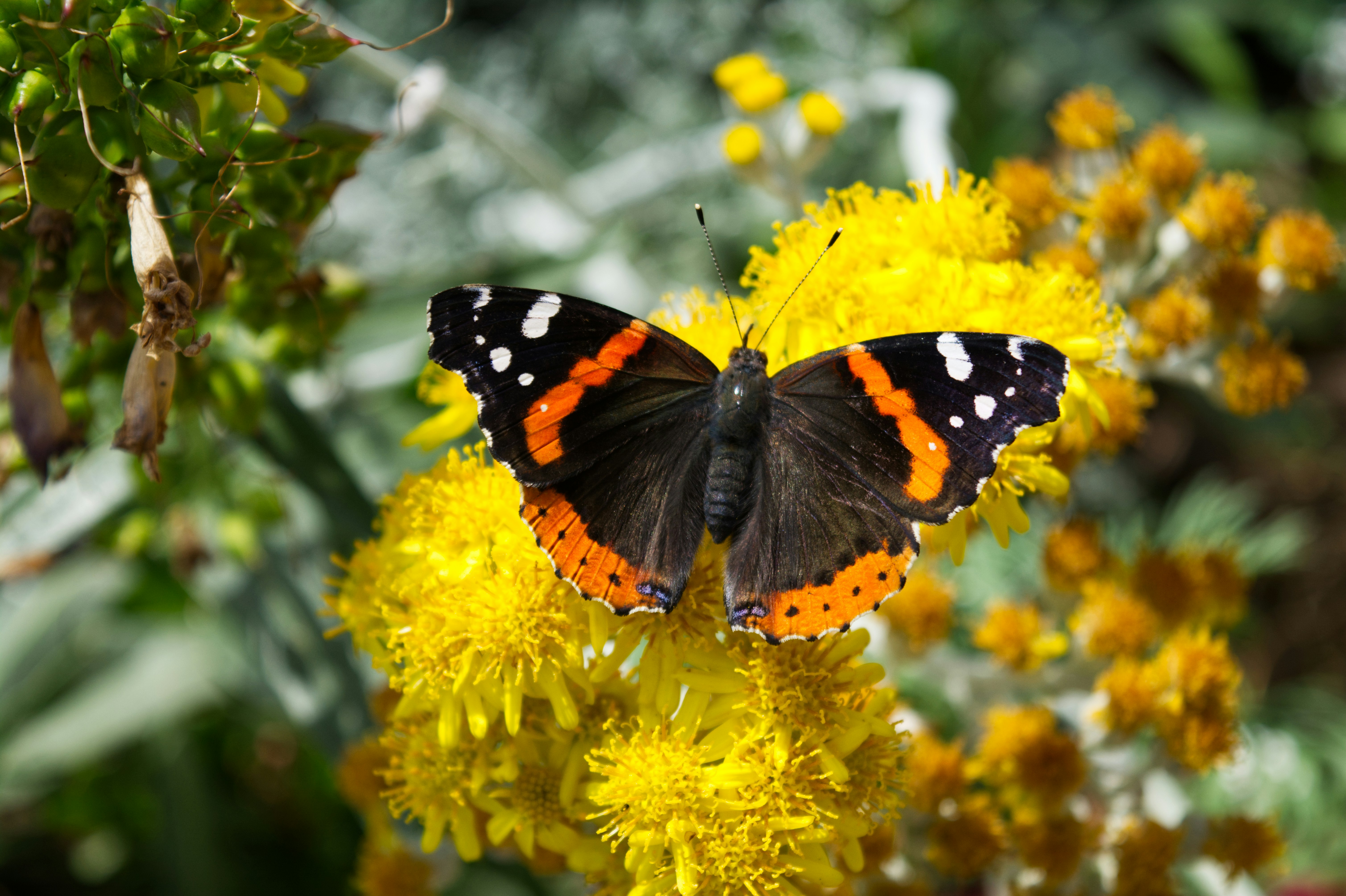 Red Admiral on Sunlit Yellow: A Vivid Pause Among Blooming Gold