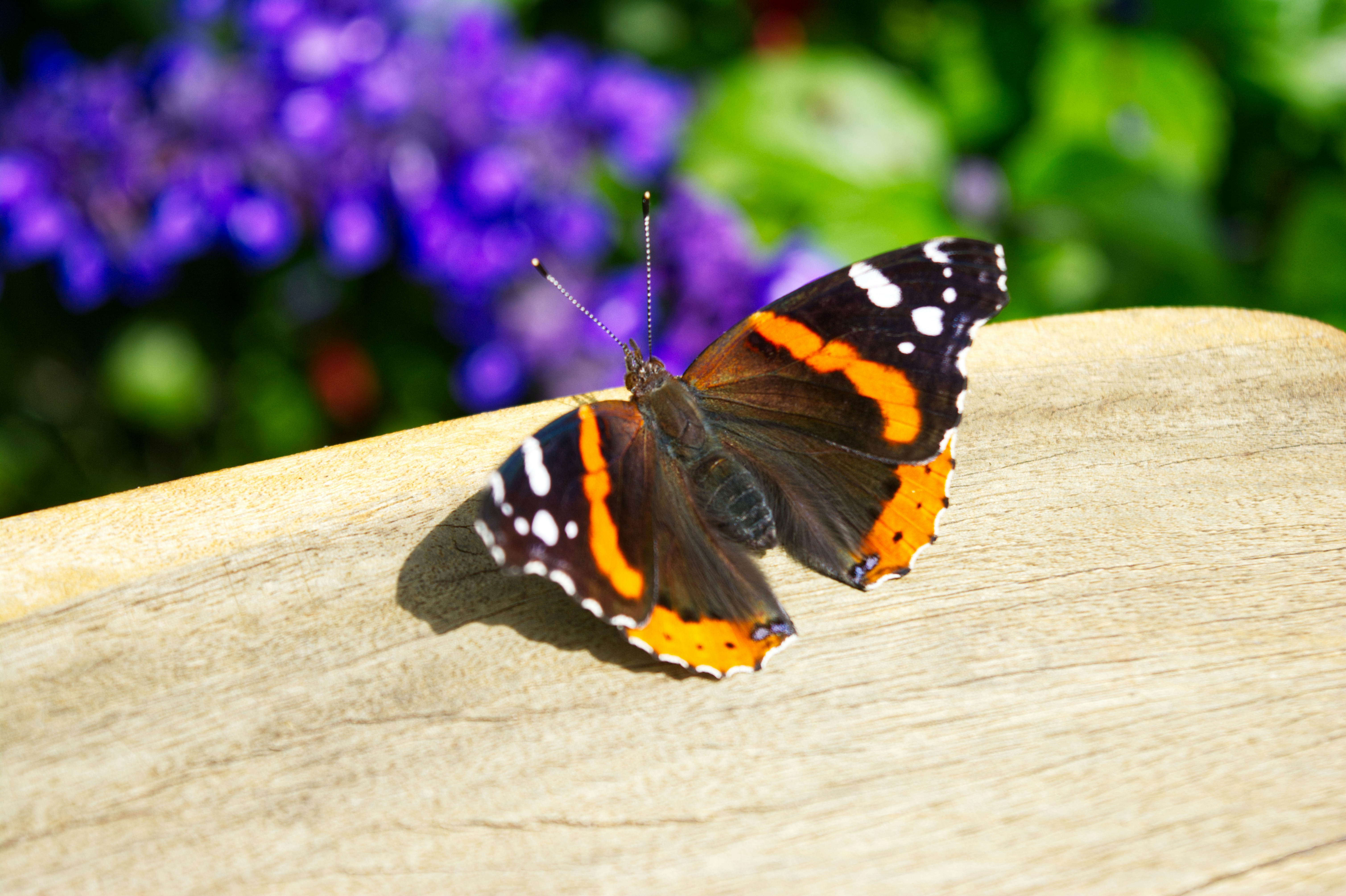 Painted Lady on Weathered Wood with a Lavender Backdrop