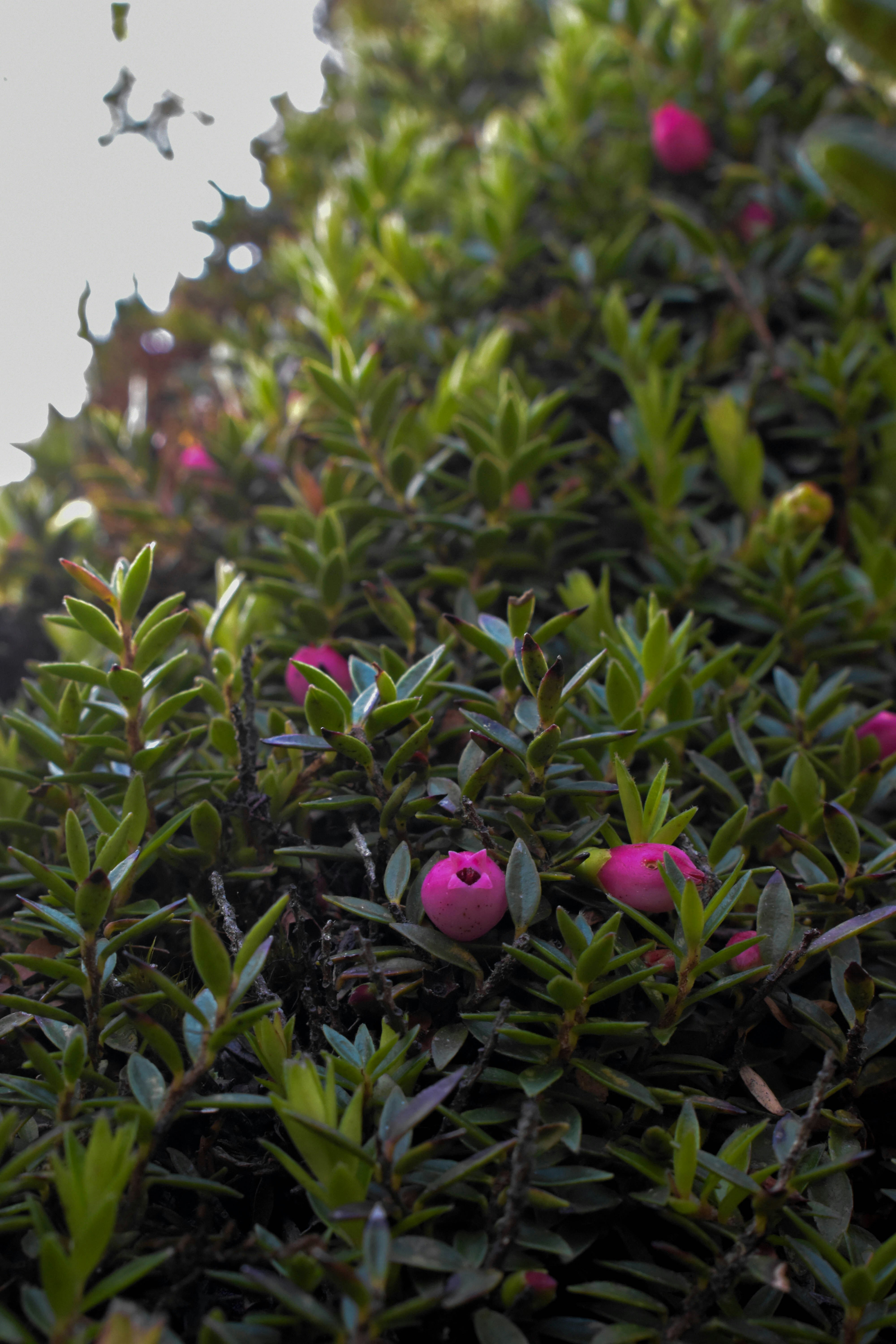 Pink Orbs Among Needle-Leaf Green: A Macro of an Evergreen Sprig