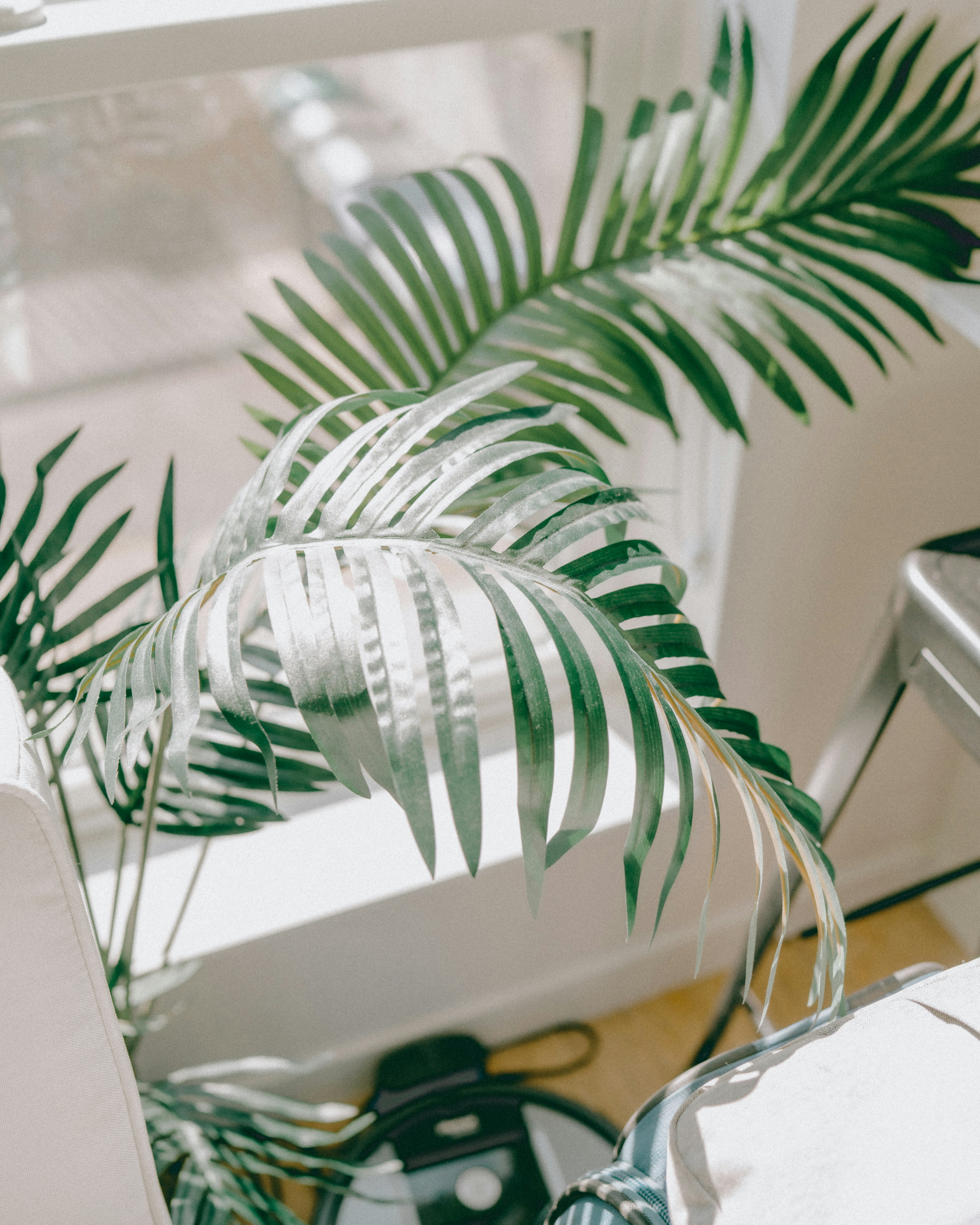 Indoor Oasis: Silver Ferns Against Soft Studio Light