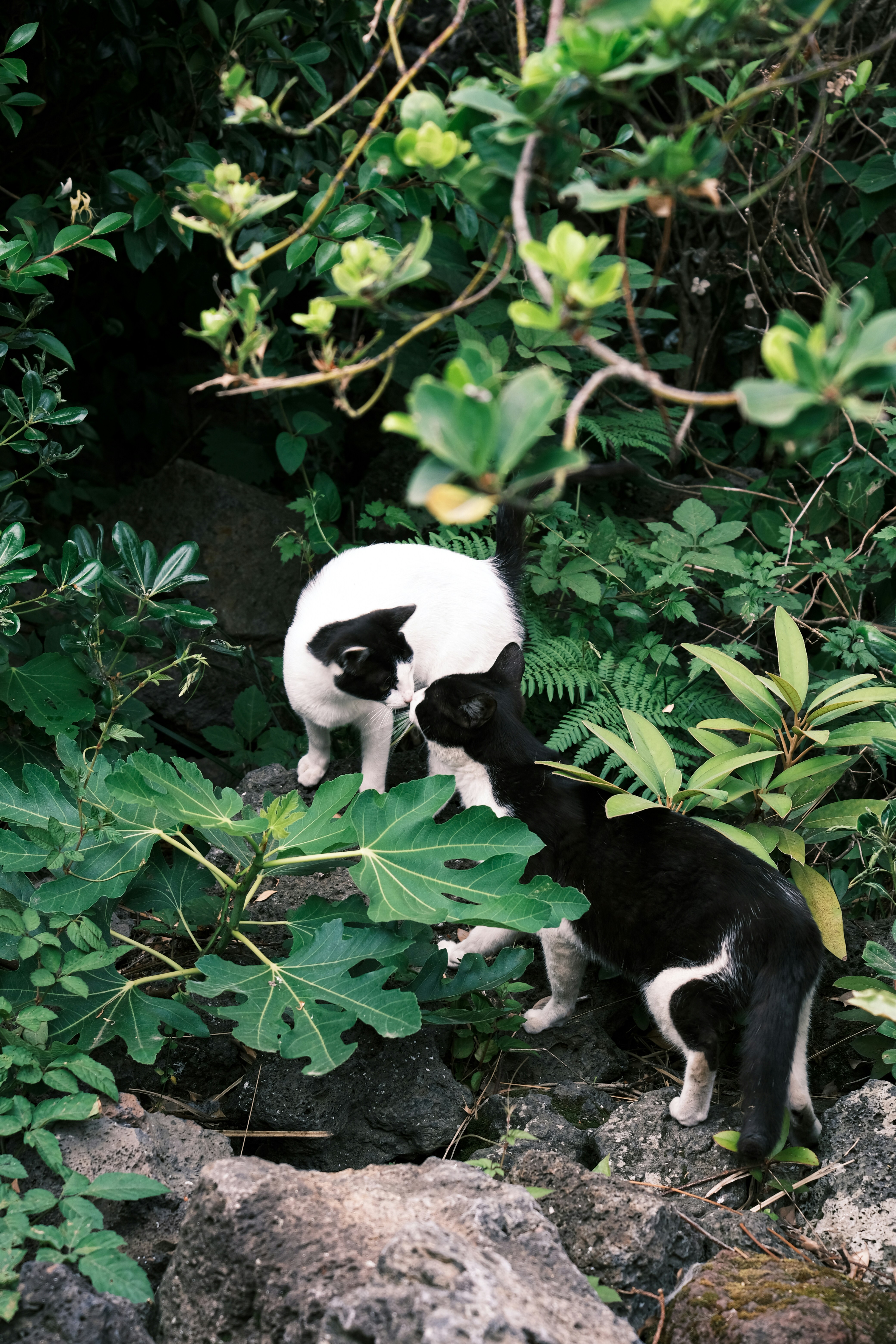 animal | 100+ best free photos on Unsplash