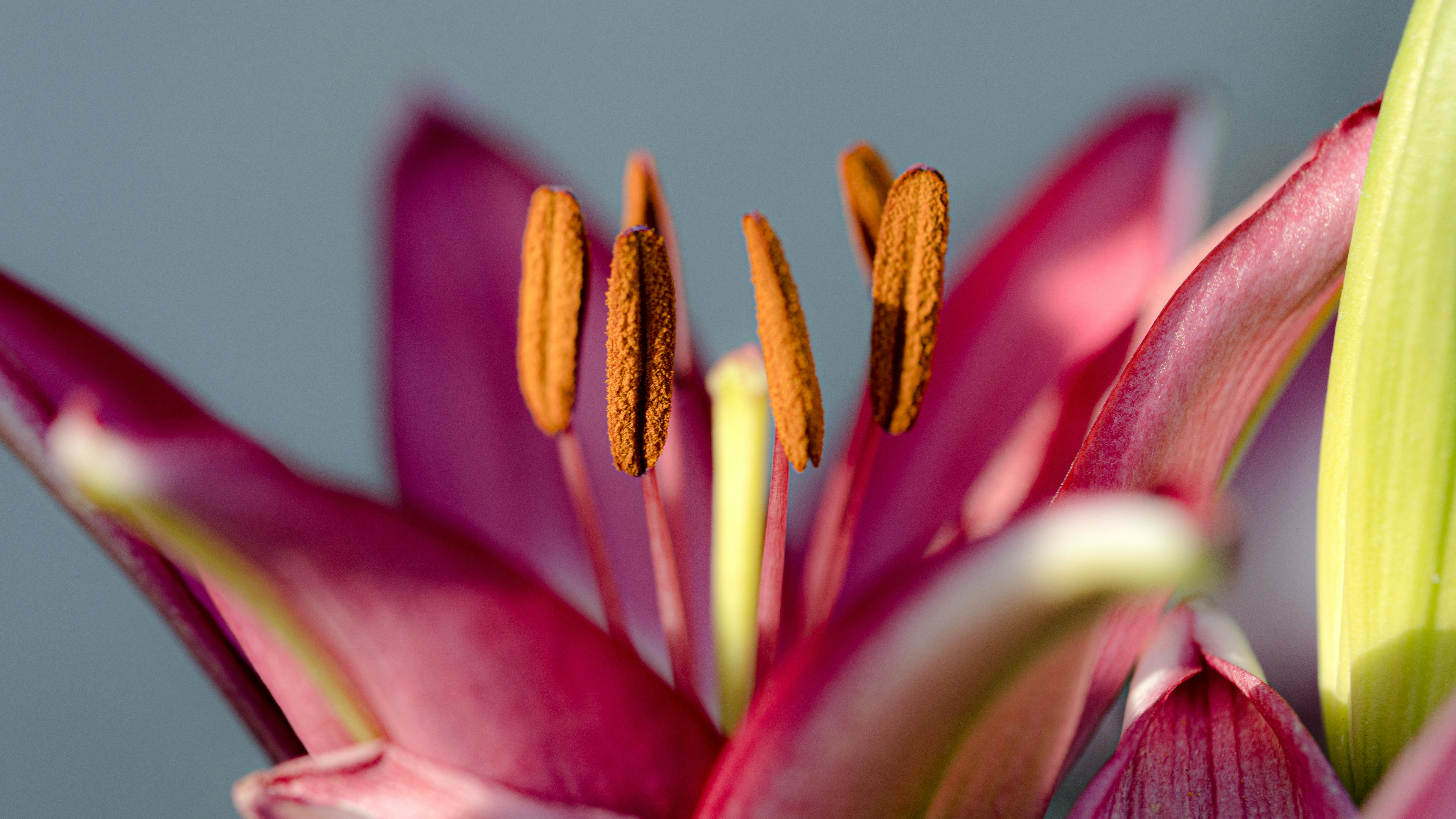 A close up of a pink flower with yellow stamen photo – Free Lilies ...