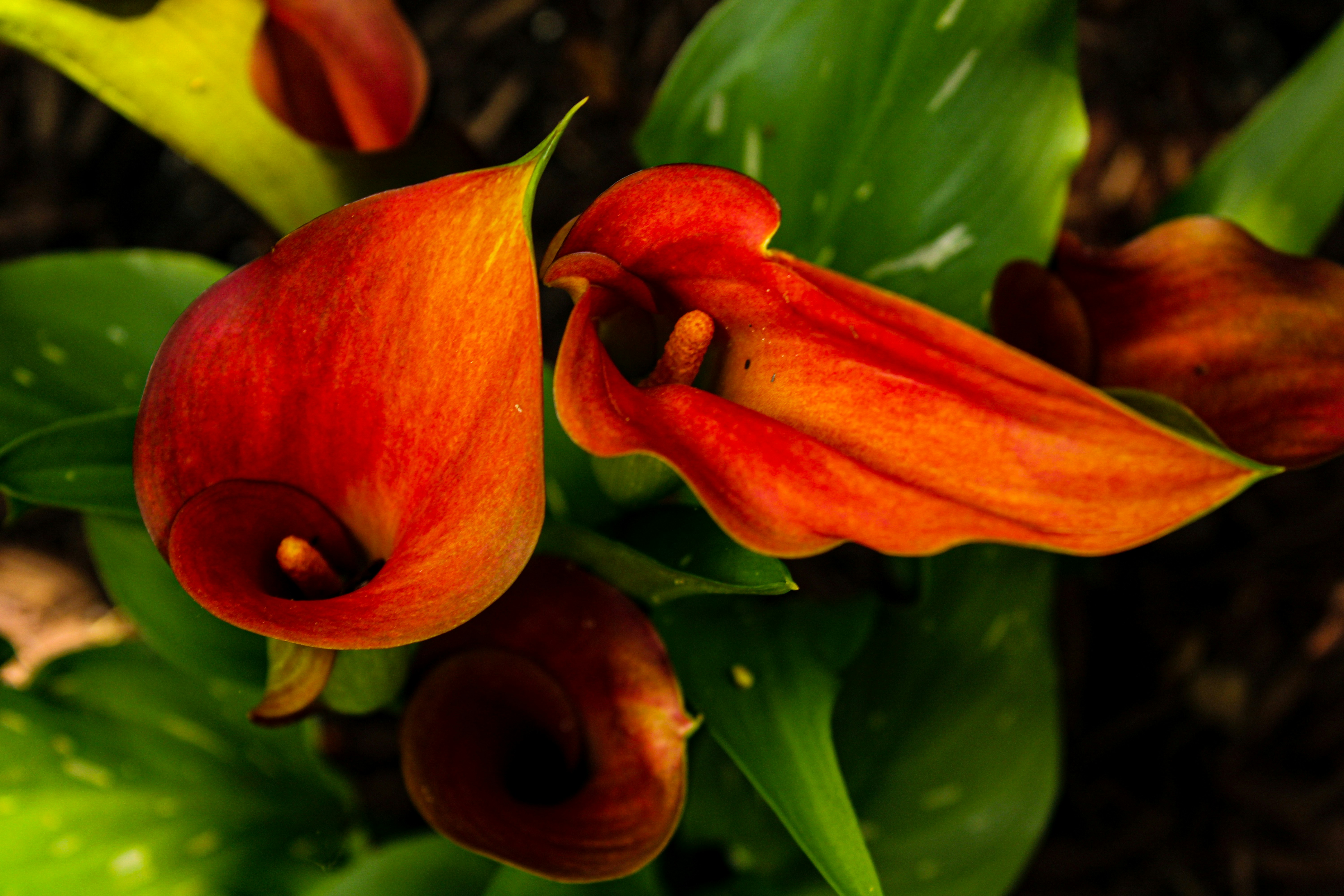 a close up of a flower on a plant