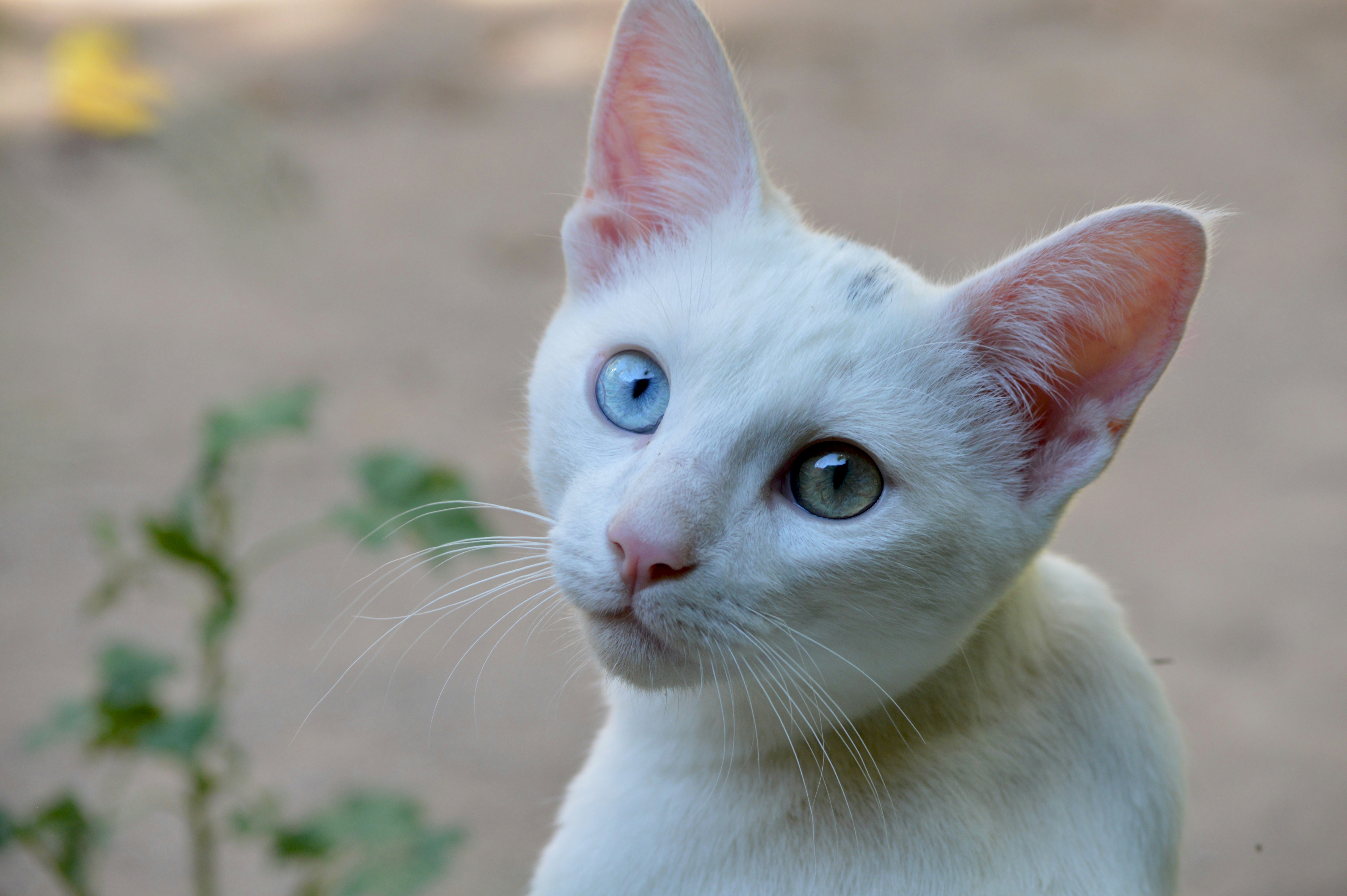 Gros plan d’un chat blanc aux yeux bleus photo – Image gratuite de Chat ...