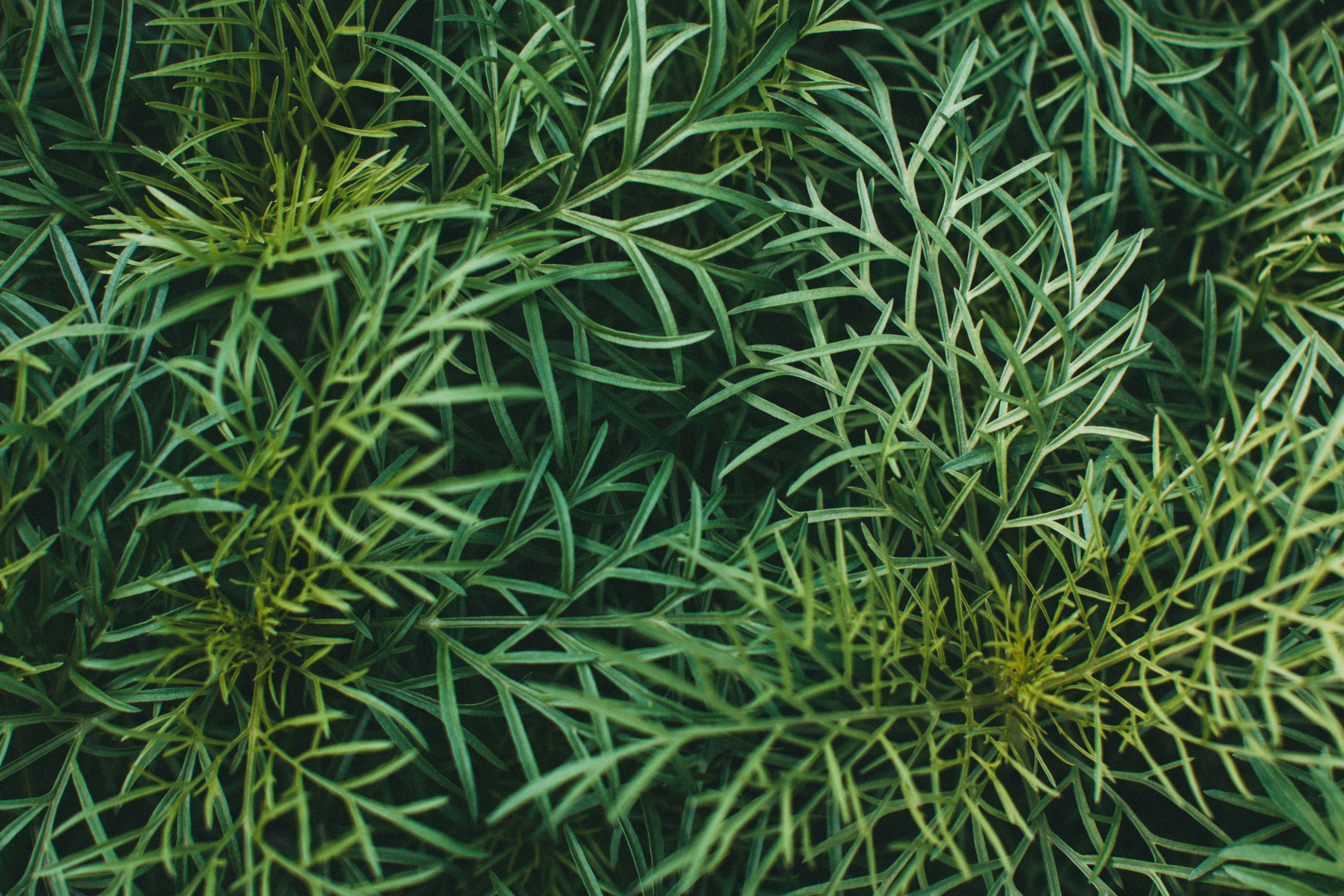 Lush green foliage with intricate patterns and textures, showcasing the beauty of nature's design.