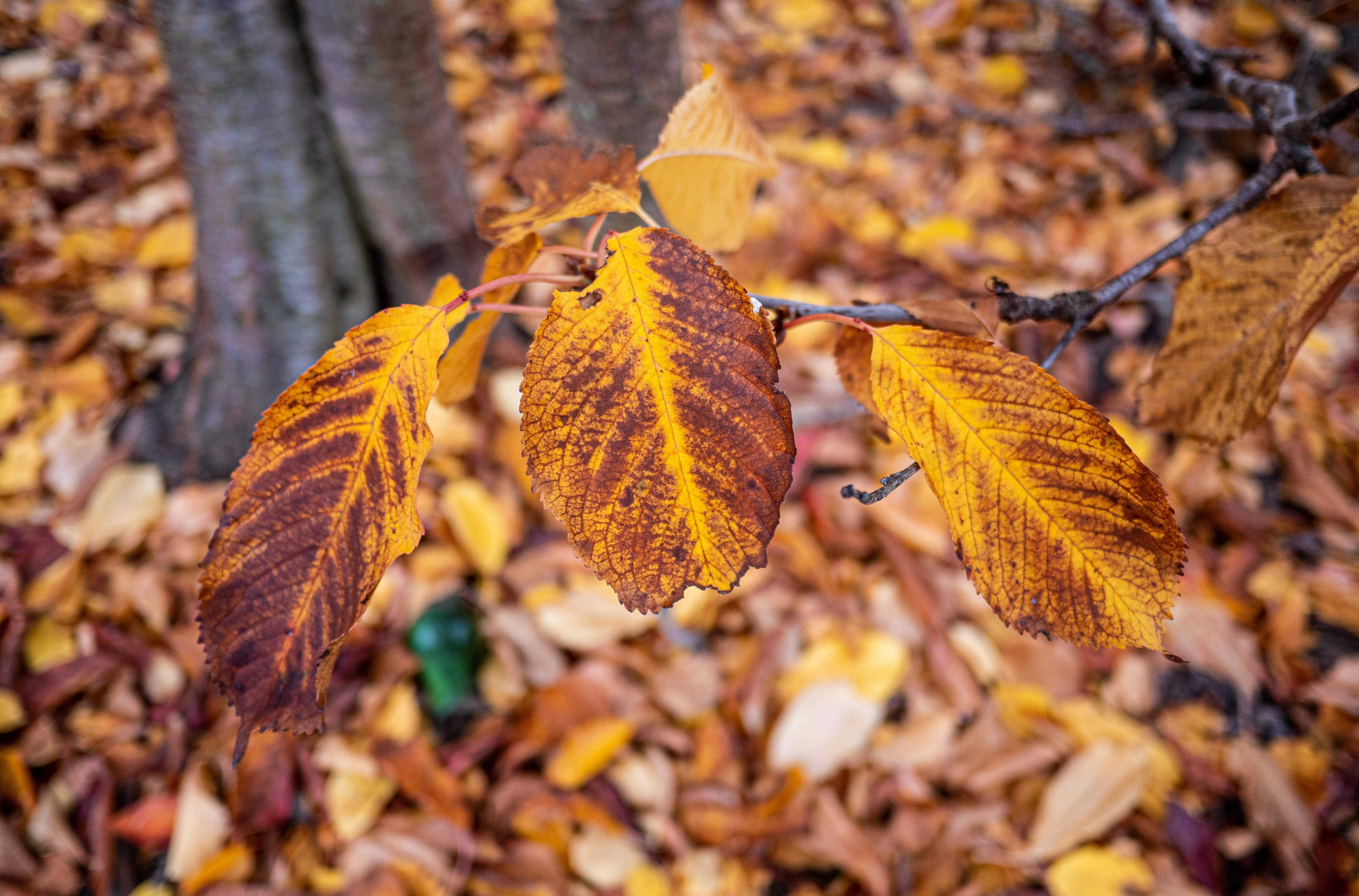 A close up of a leaf on a tree photo – Free Alexandra Image on Unsplash