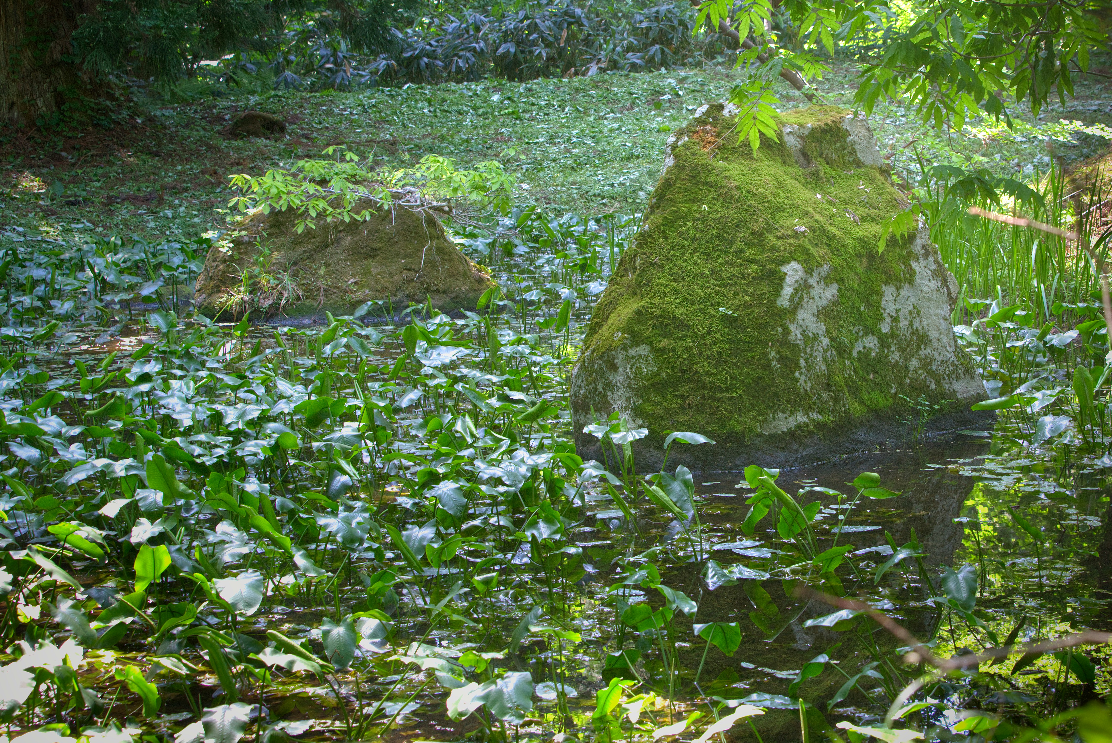 A mossy rock in the middle of a swamp photo – Free Green Image on Unsplash