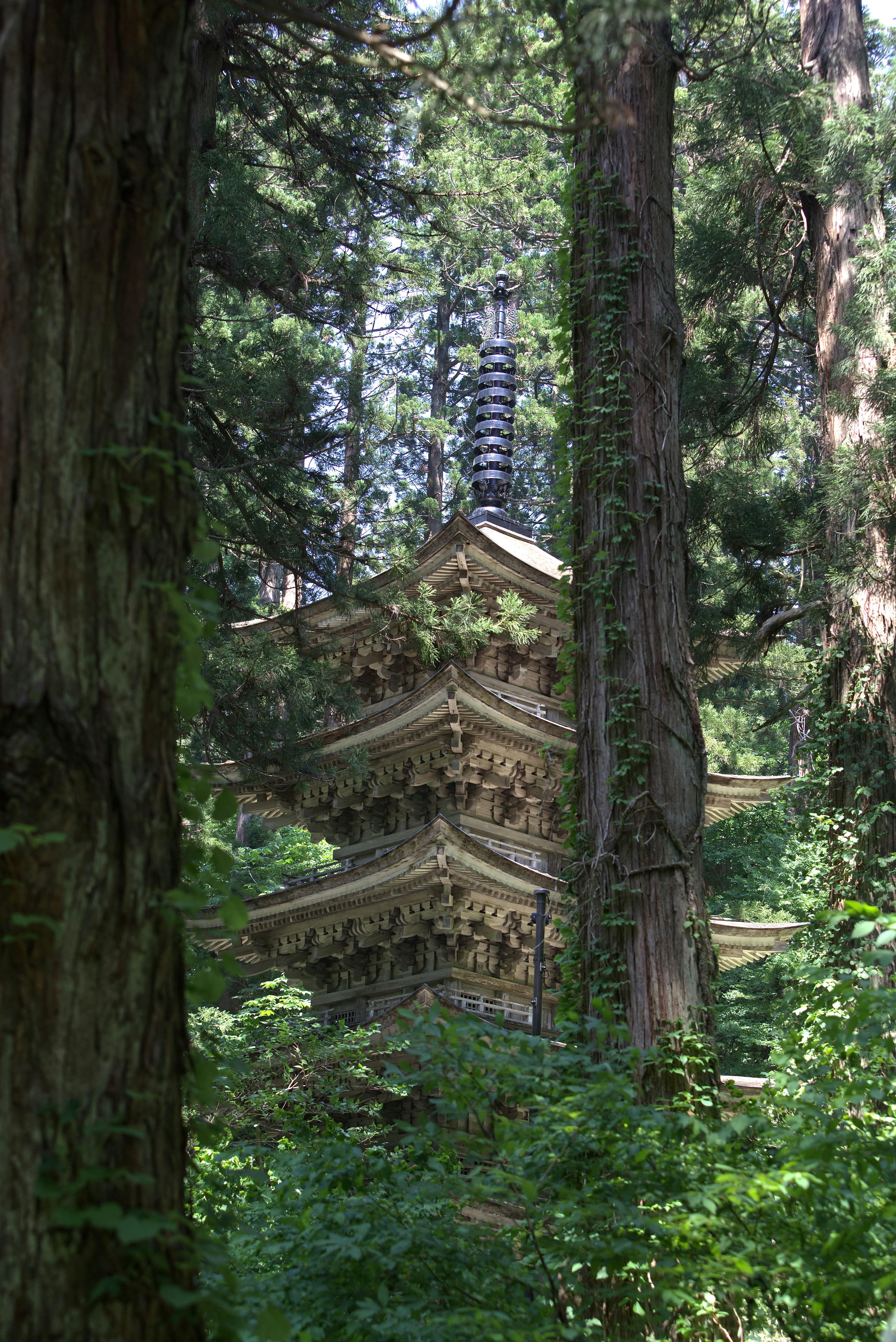Hidden Pagoda Surrounded by Ancient Pines