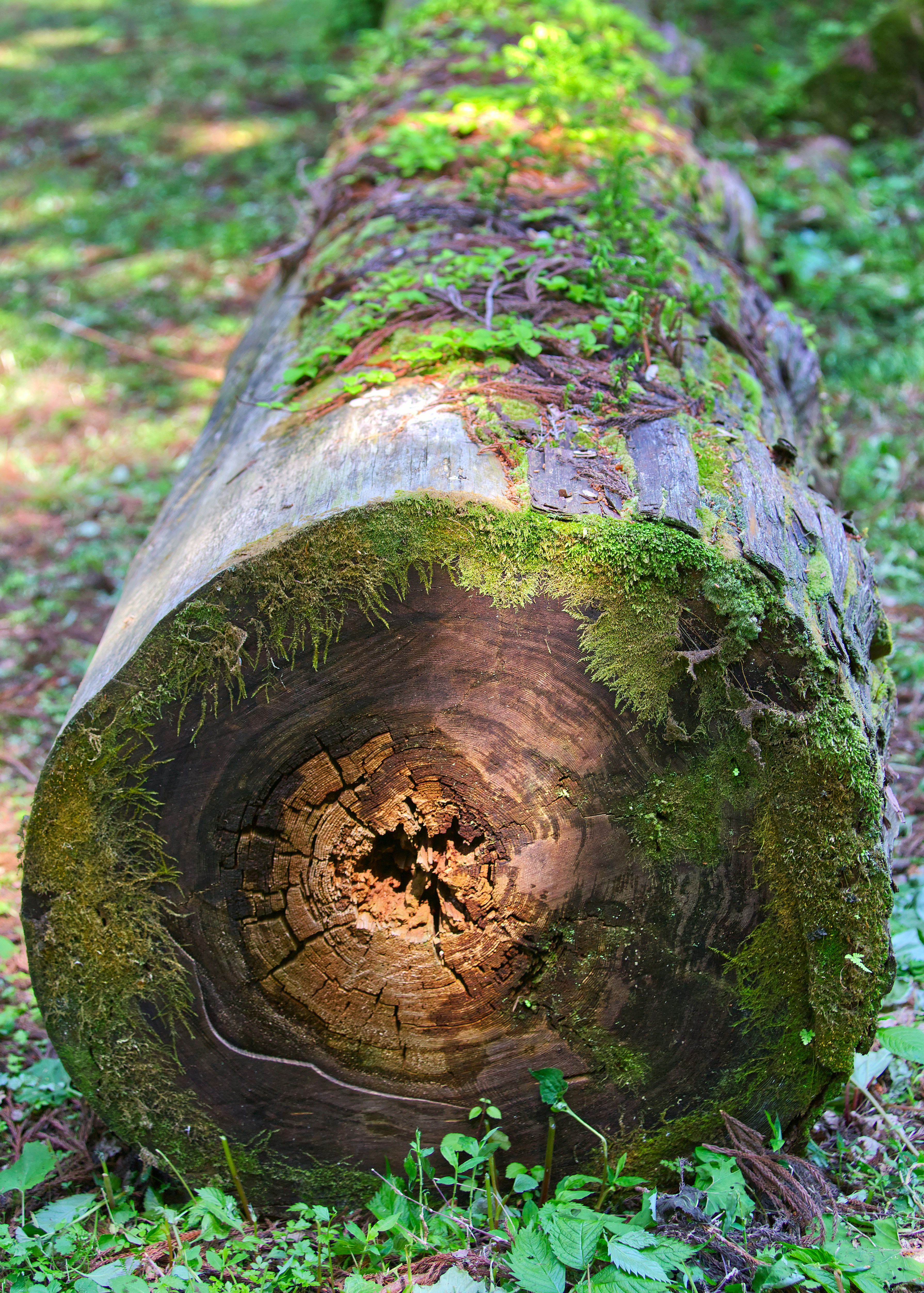 a log with moss growing on it in the woods