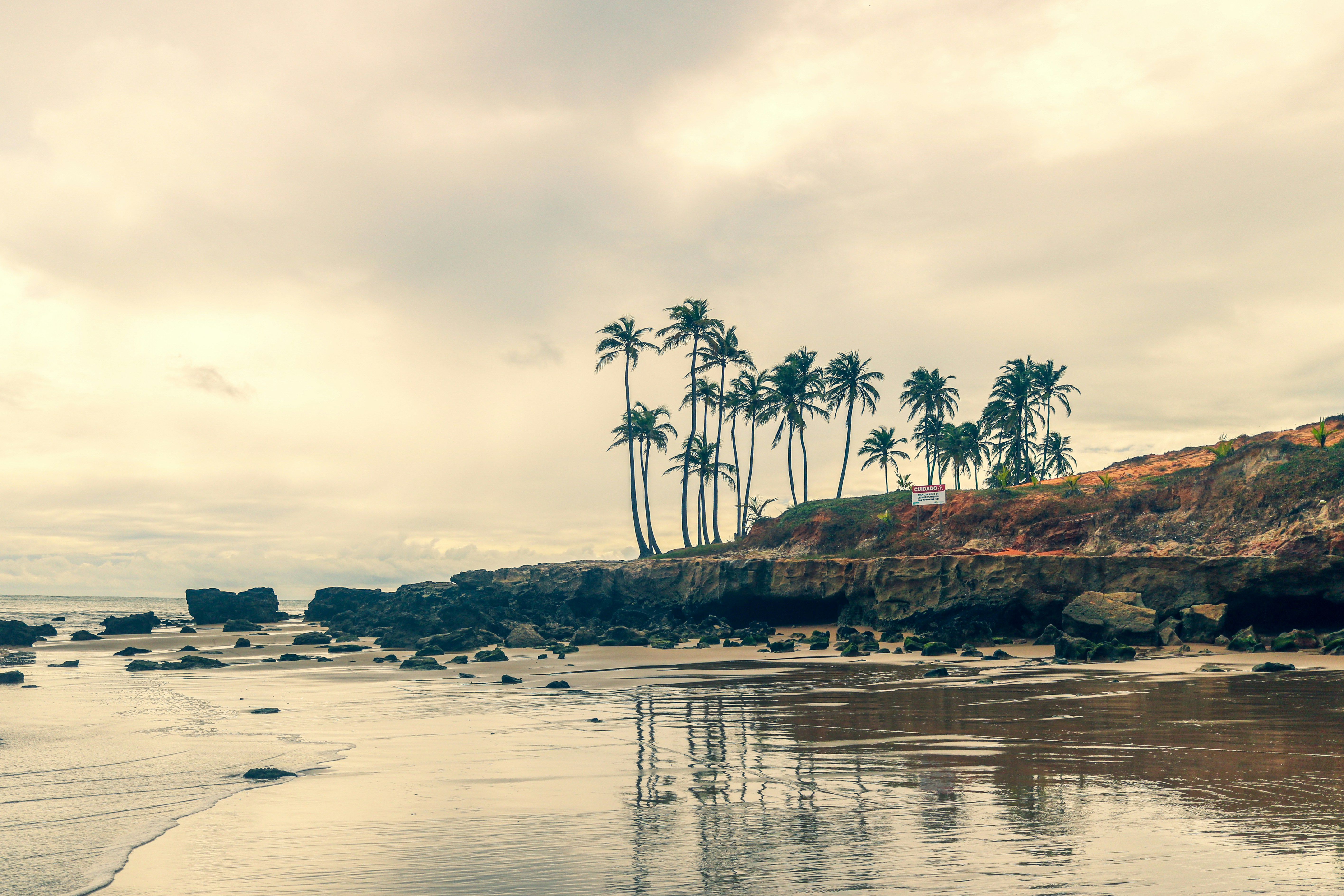 Palm trees sway gently on a rocky shoreline, reflected in the wet sand beneath a cloudy sky.