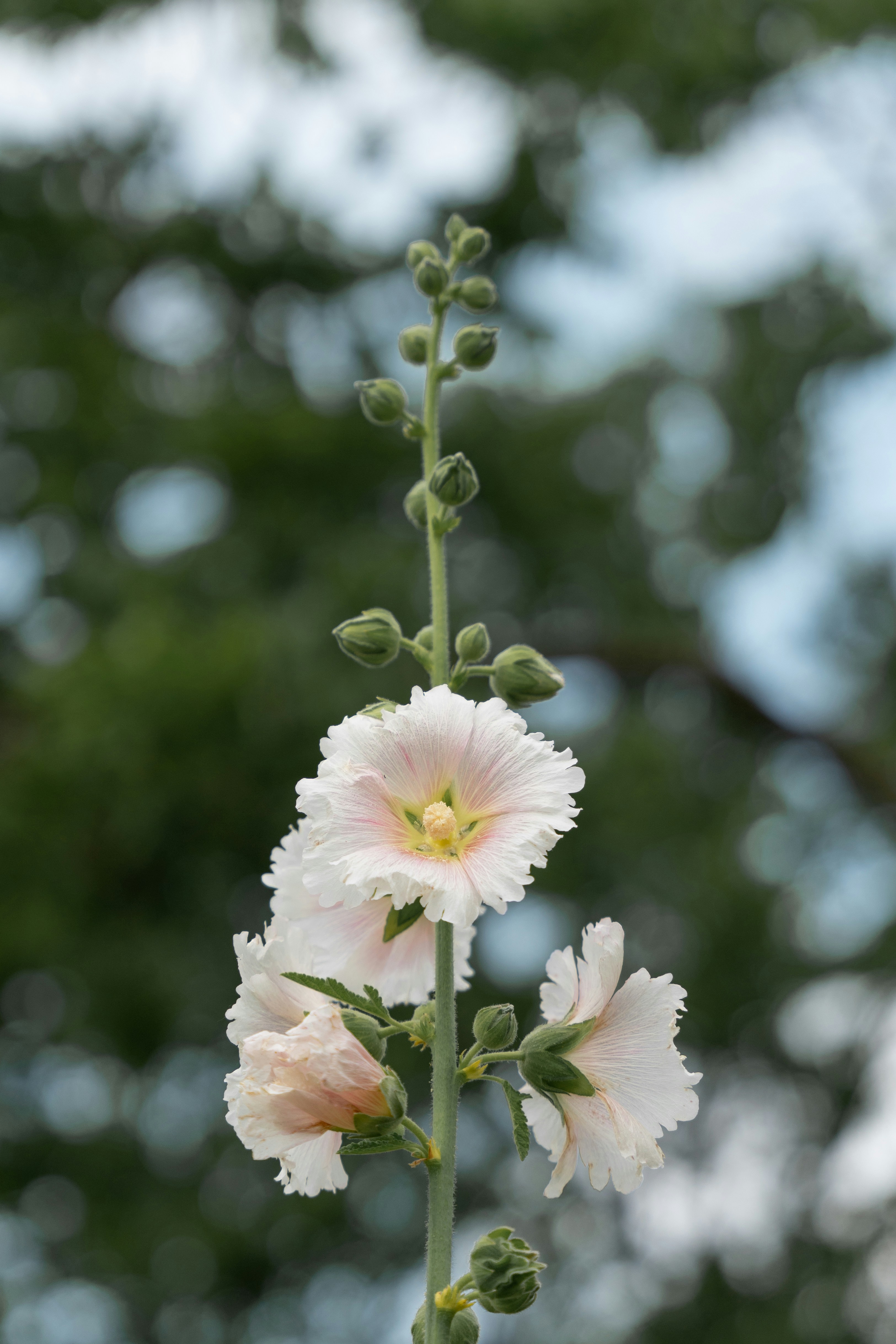 Pastel Hollyhock Ascends: a single bloom against a bokeh canopy