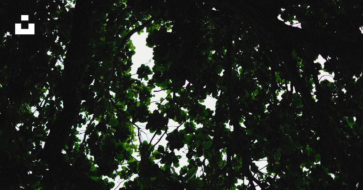 木のてっぺんを下から見た様子の写真 Unsplashの無料植生写真
