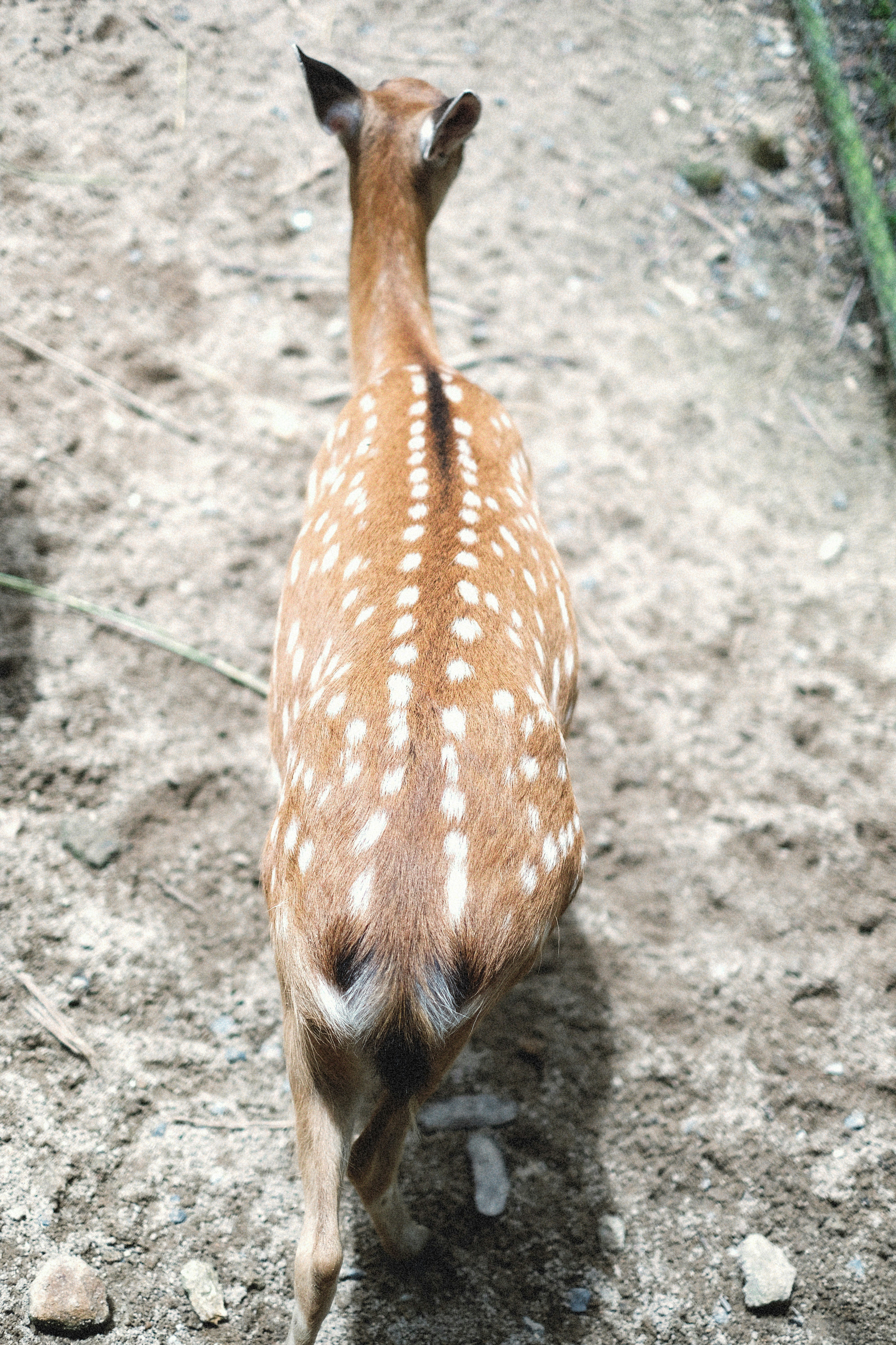 Back-View Fawn on a Dusty Trail, Dappled in Light