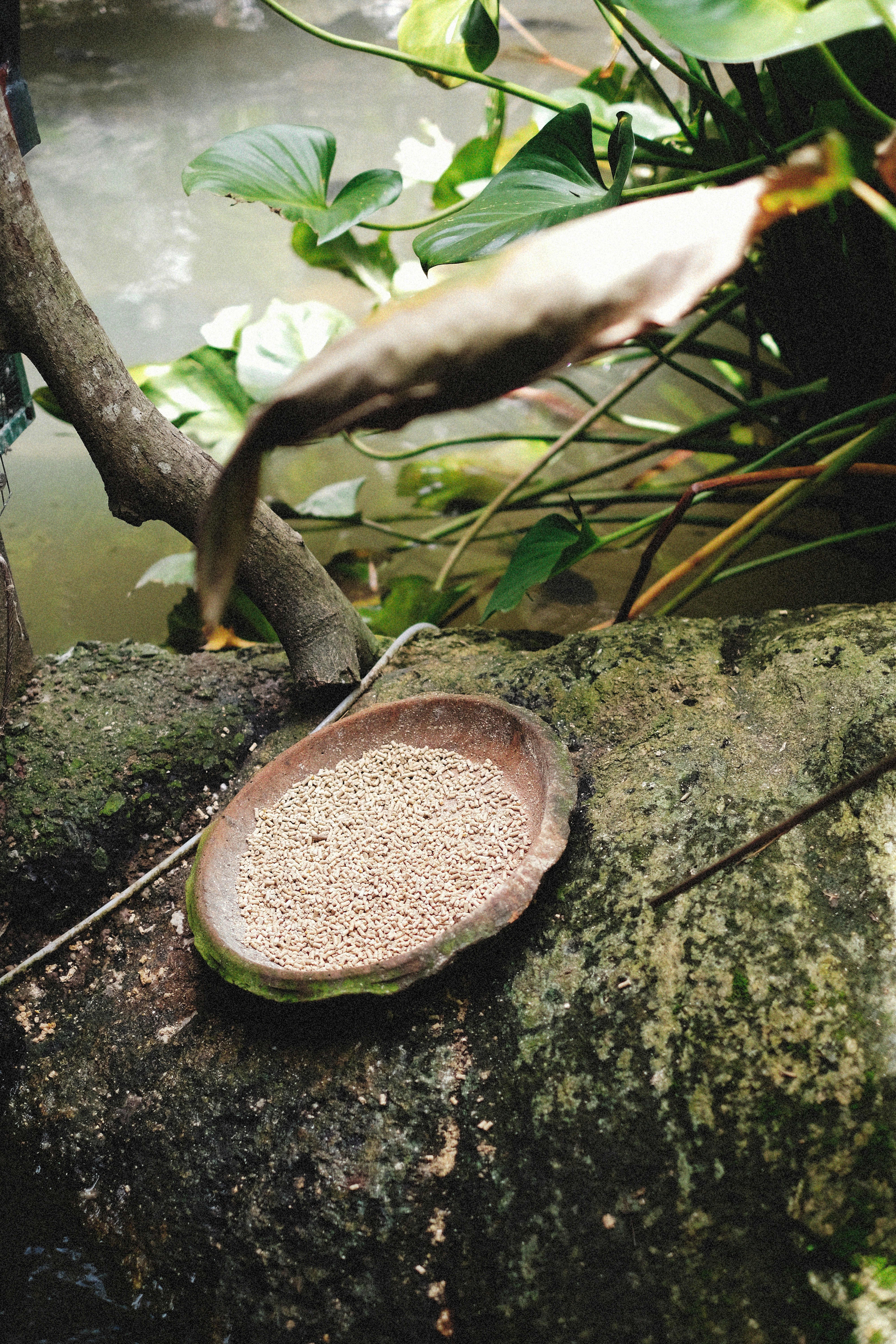 Grain-filled Shell on a Moss-Covered Rock by a Quiet Waterway