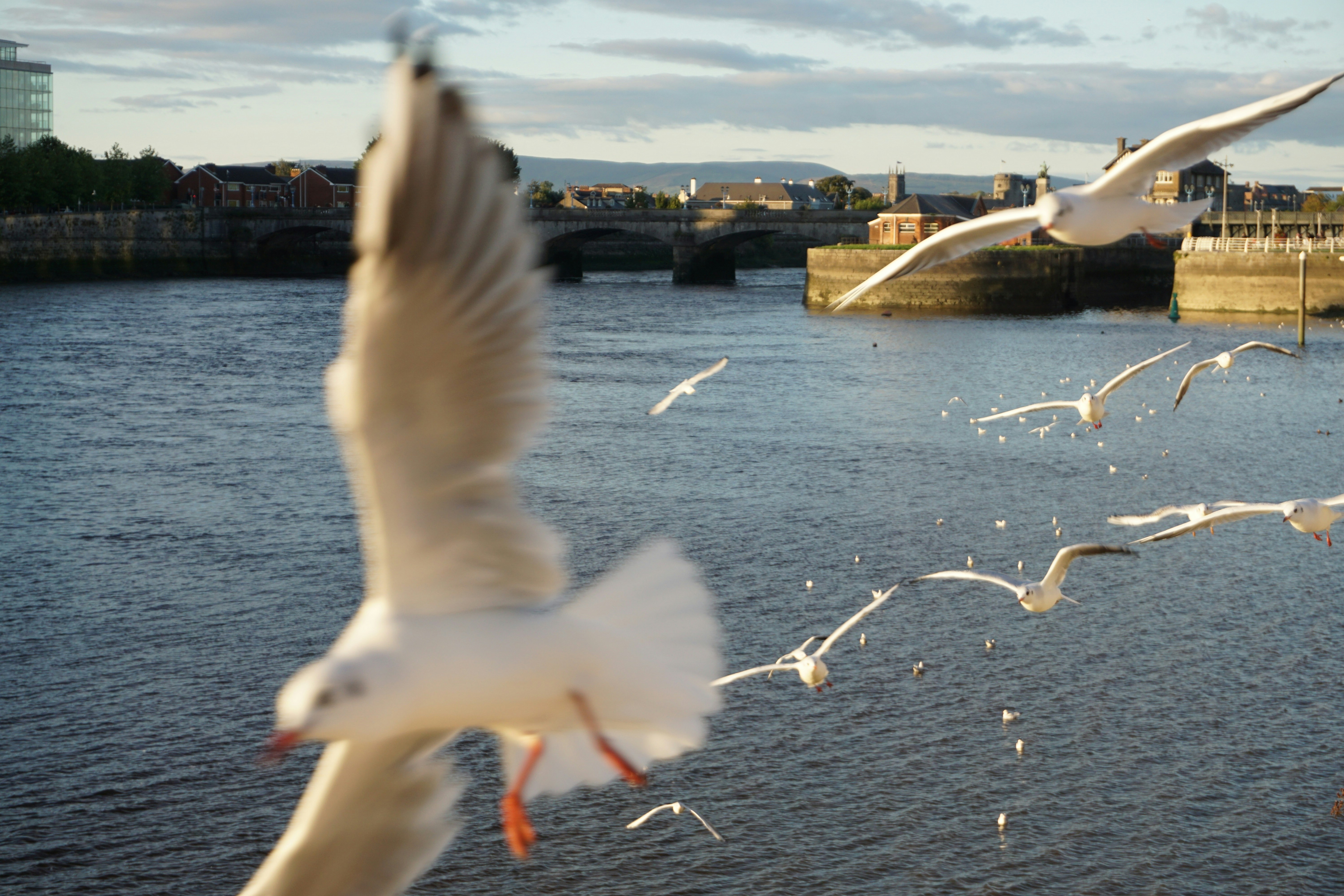 Une volée de mouettes survolant un plan d’eau photo – Photo Gris ...
