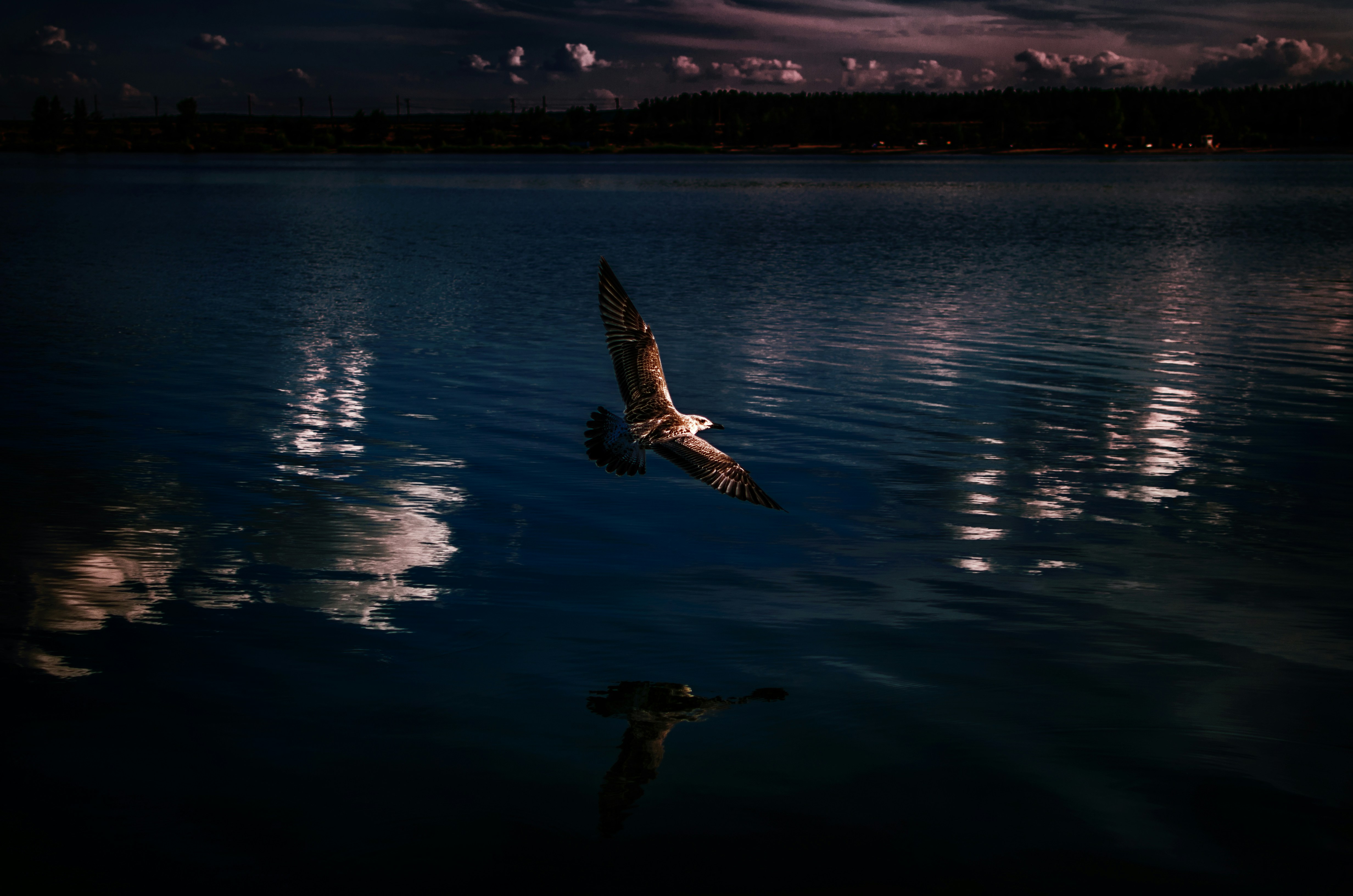 a bird flying over a body of water under a cloudy sky