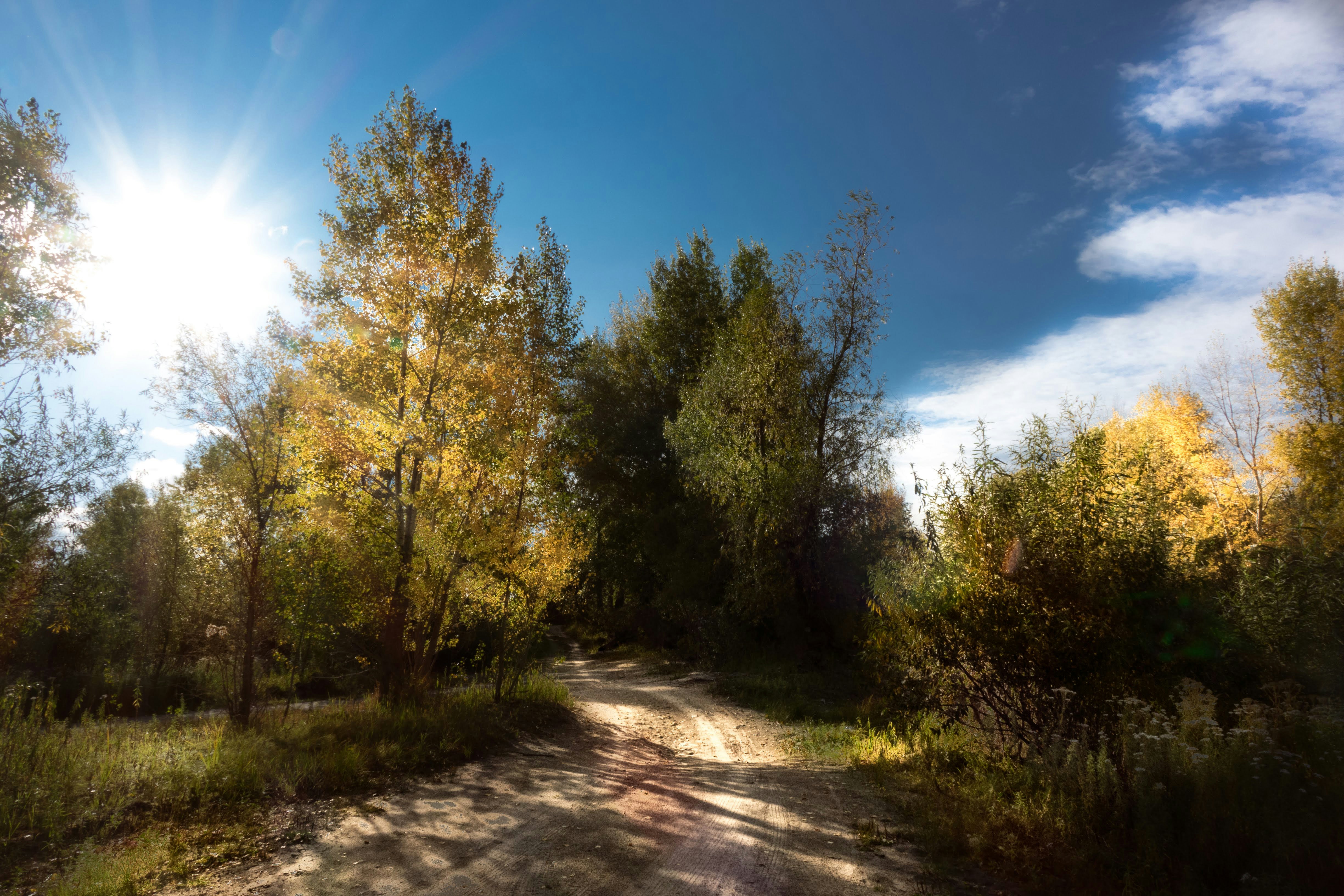 Sunlit forest path surrounded by autumn foliage under a bright blue sky.
