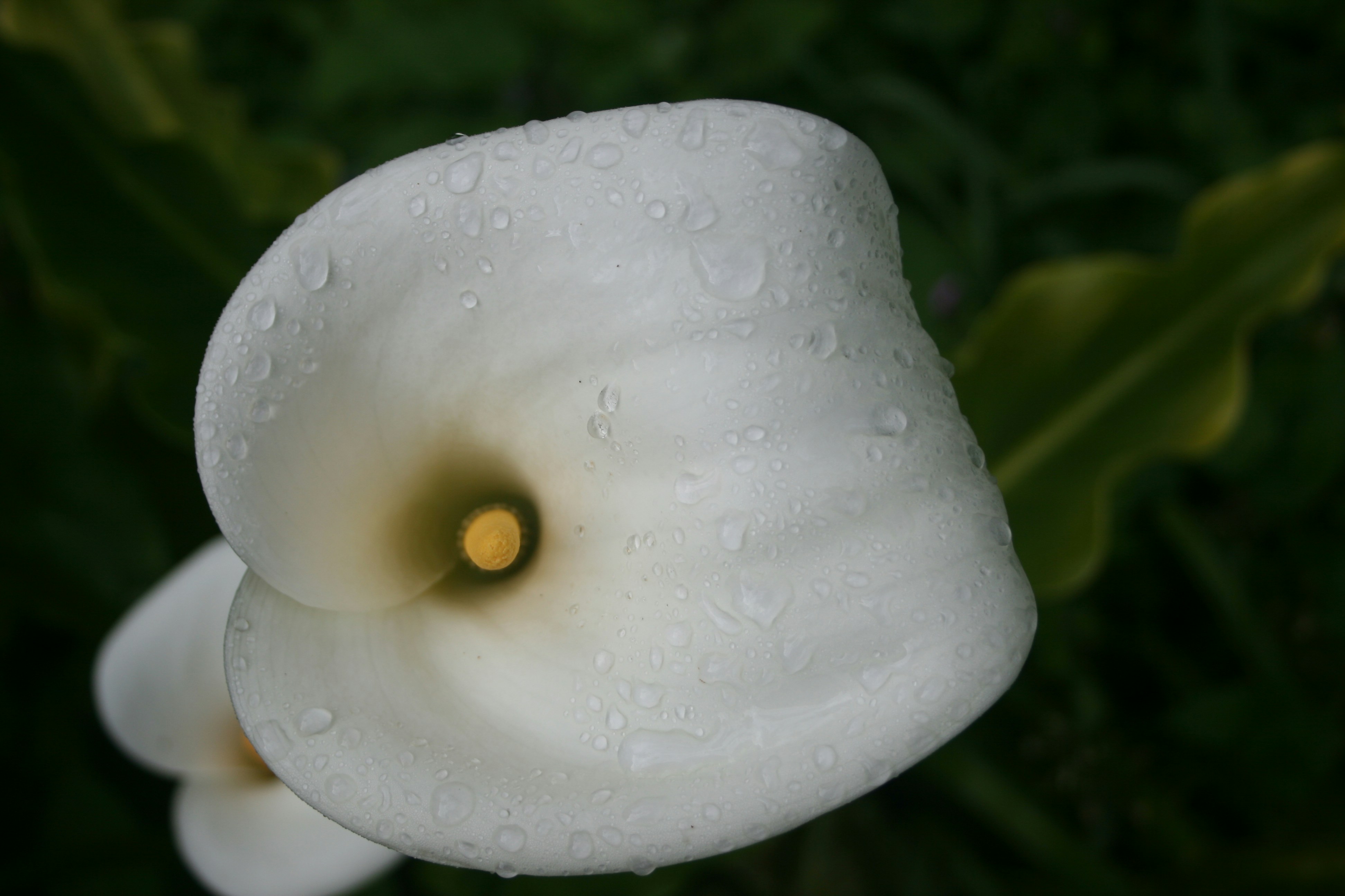 a white flower with water droplets on it
