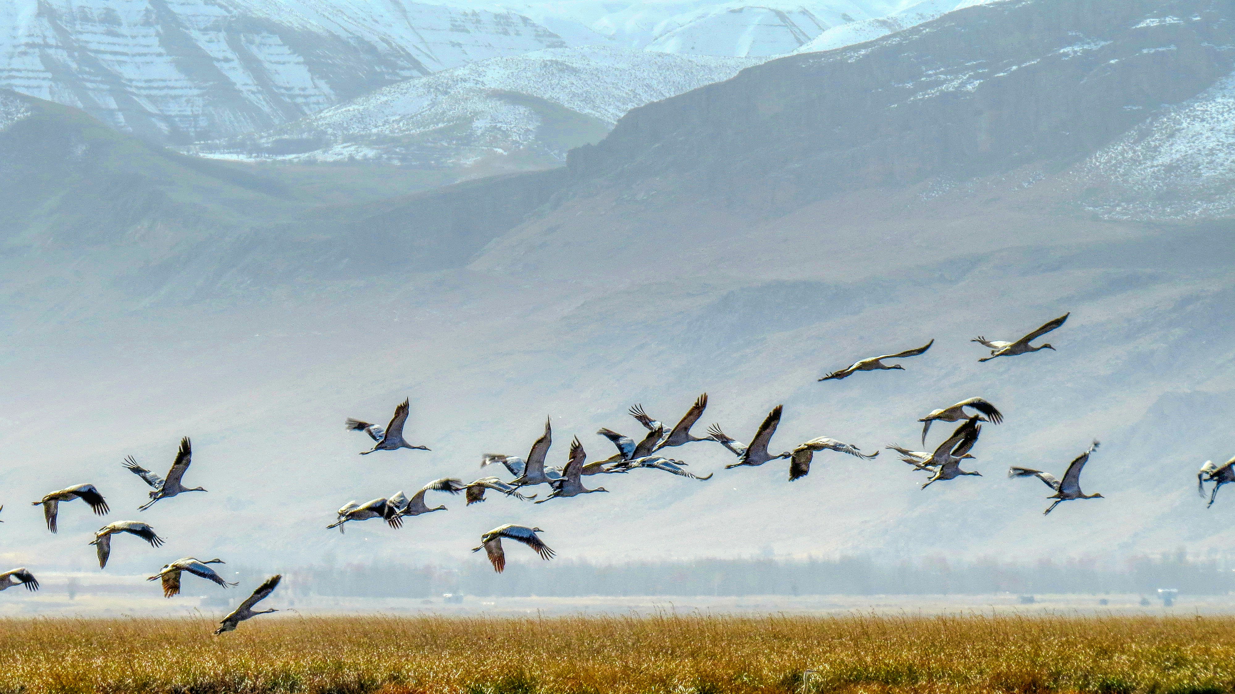 Flock of cranes soaring through a misty landscape, with snow-capped mountains in the background and golden grasslands below.