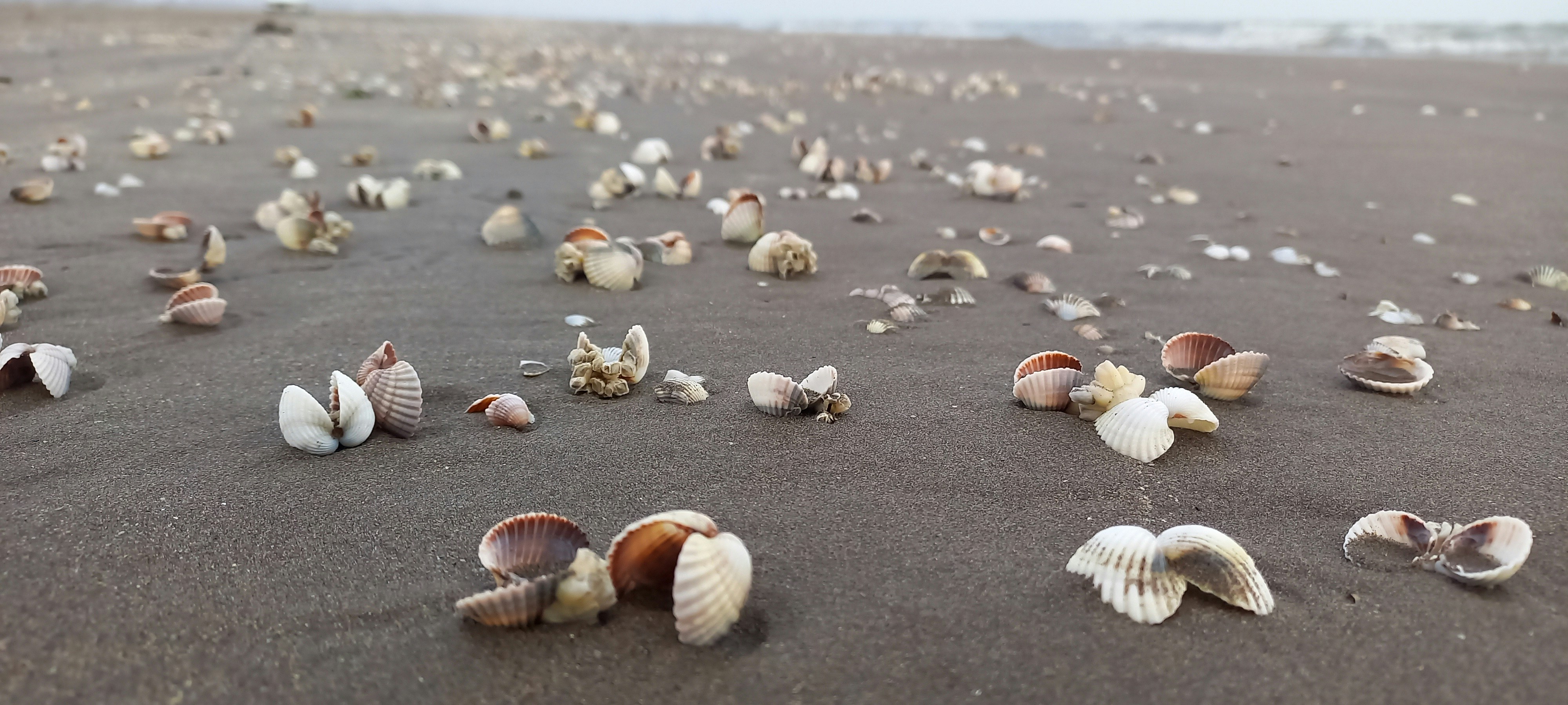 Shells scatter across the damp sand in a wide coastal scene captured as a photograph. The shallow perspective highlights texture and subtle color along the shoreline.